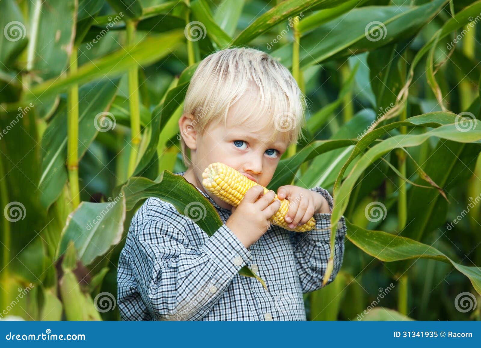 Boy Eating Corn on the cob stock image. Image of cheerful - 31341935