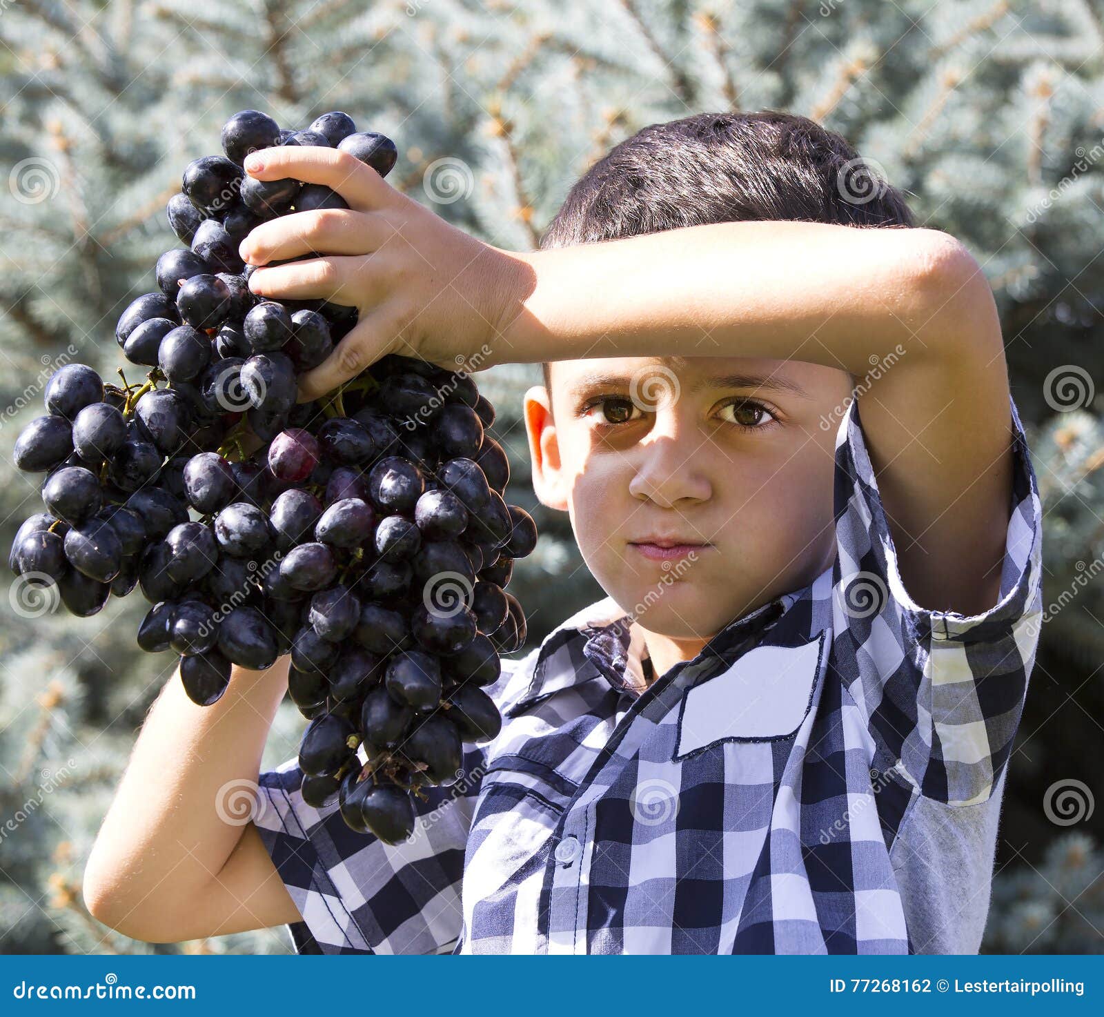 Boy eating grapes stock photo. Image of happy, luck, summer - 77268162