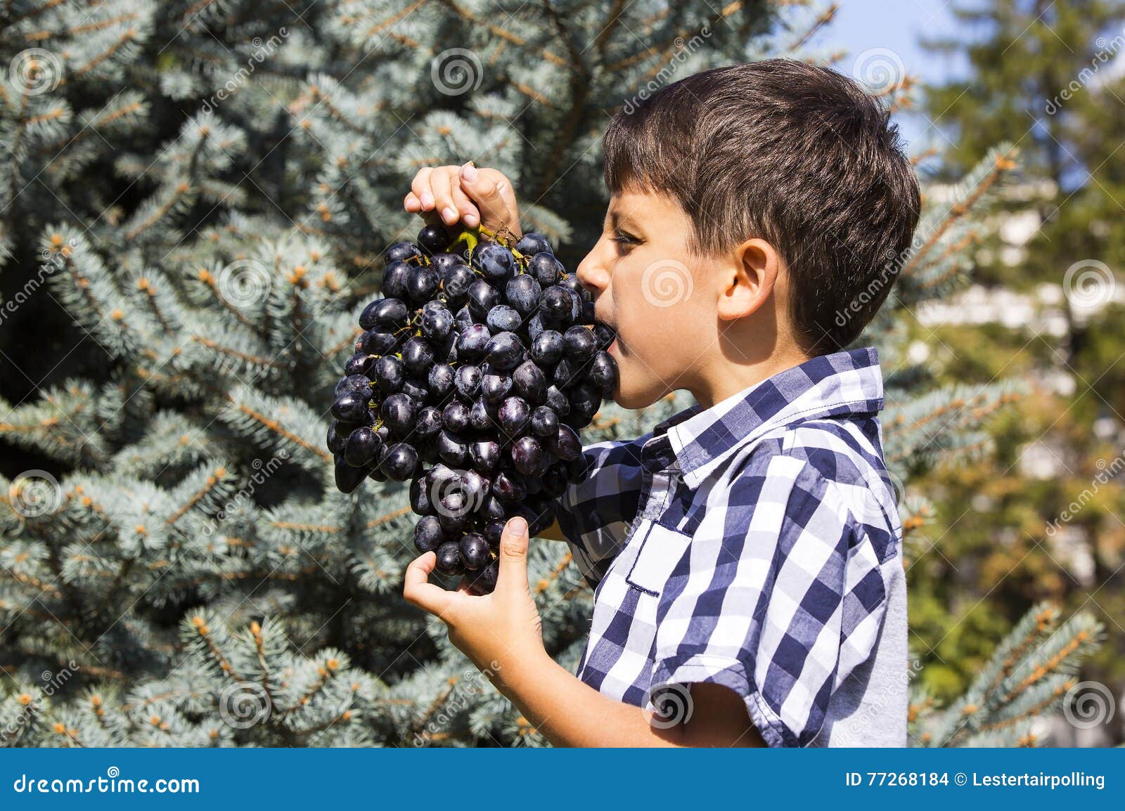 Boy eating grapes stock photo. Image of happy, spring - 77268184