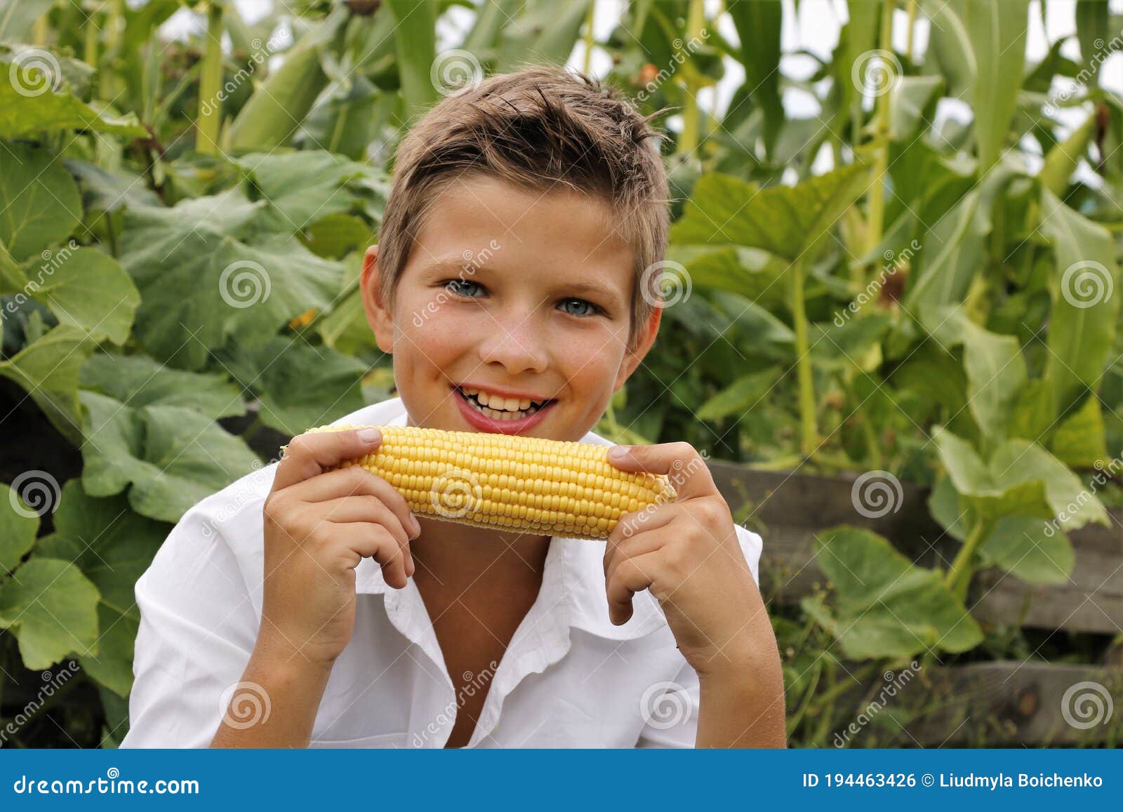 Boy Eats Corn in Summer in Nature and in Autumn Stock Photo - Image of ...