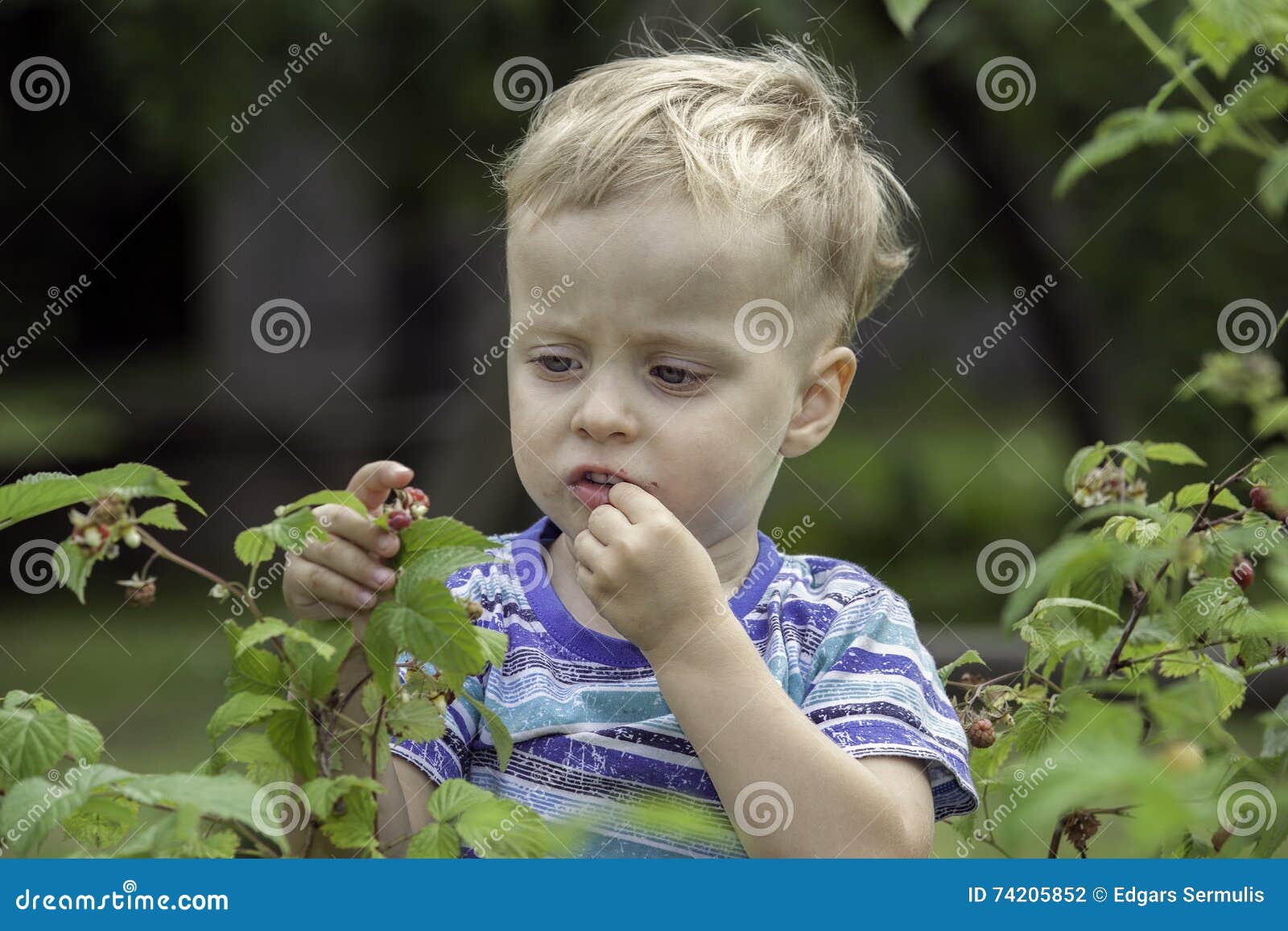 The Boy Eats Raspberries in the Garden Stock Photo - Image of delicious ...