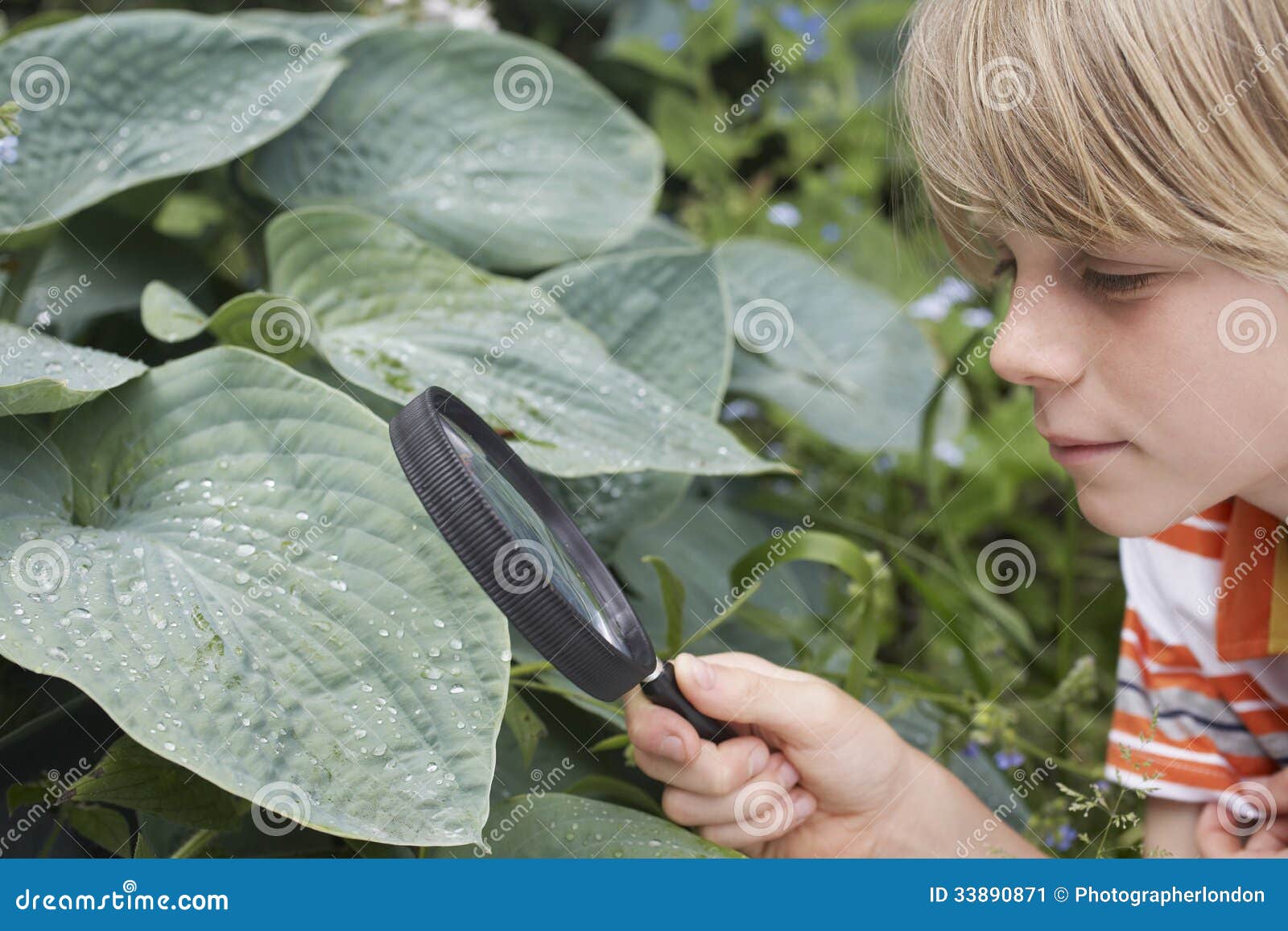 Boy Examining Leaf through Magnifying Glass Stock Image - Image of ...