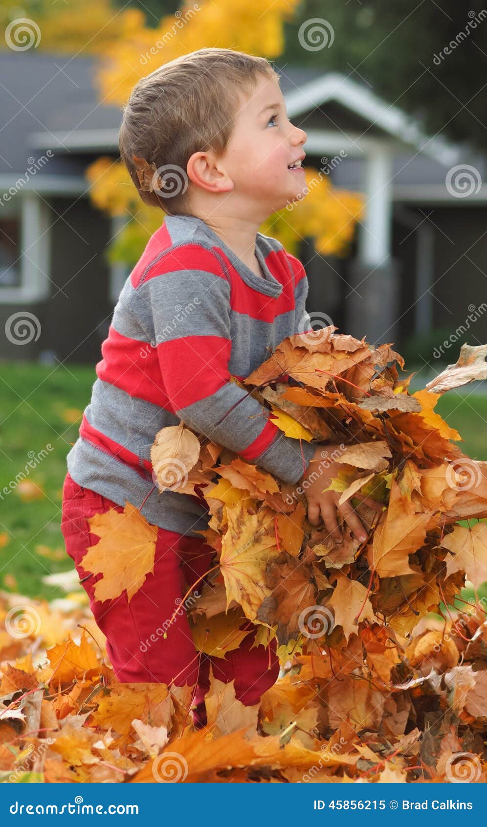Boy in fall leaves stock image. Image of seasons, laughing - 45856215