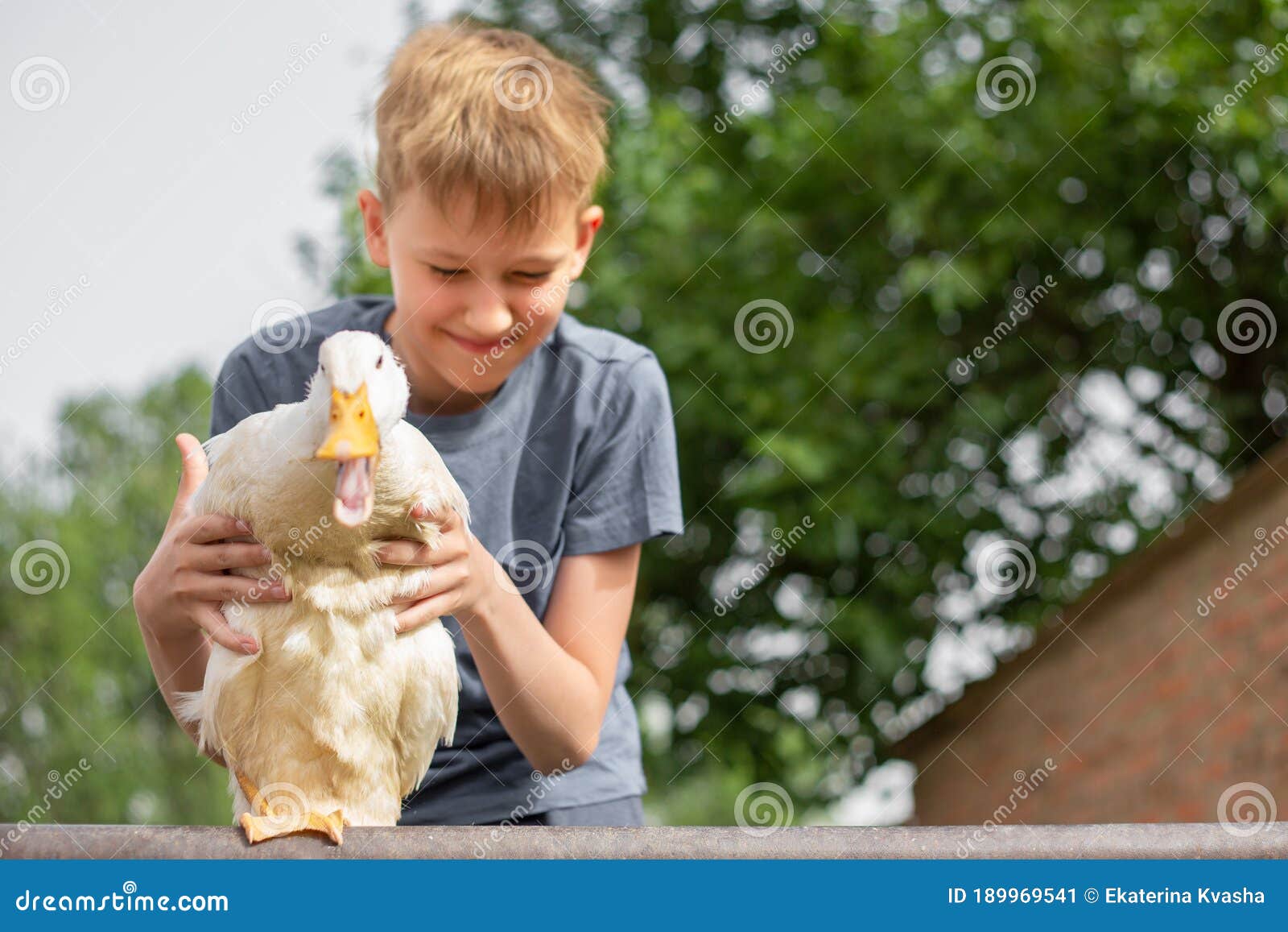 A Boy on a Farm Holds a Duck in His Hands - the Boy Smiles, the Duck ...