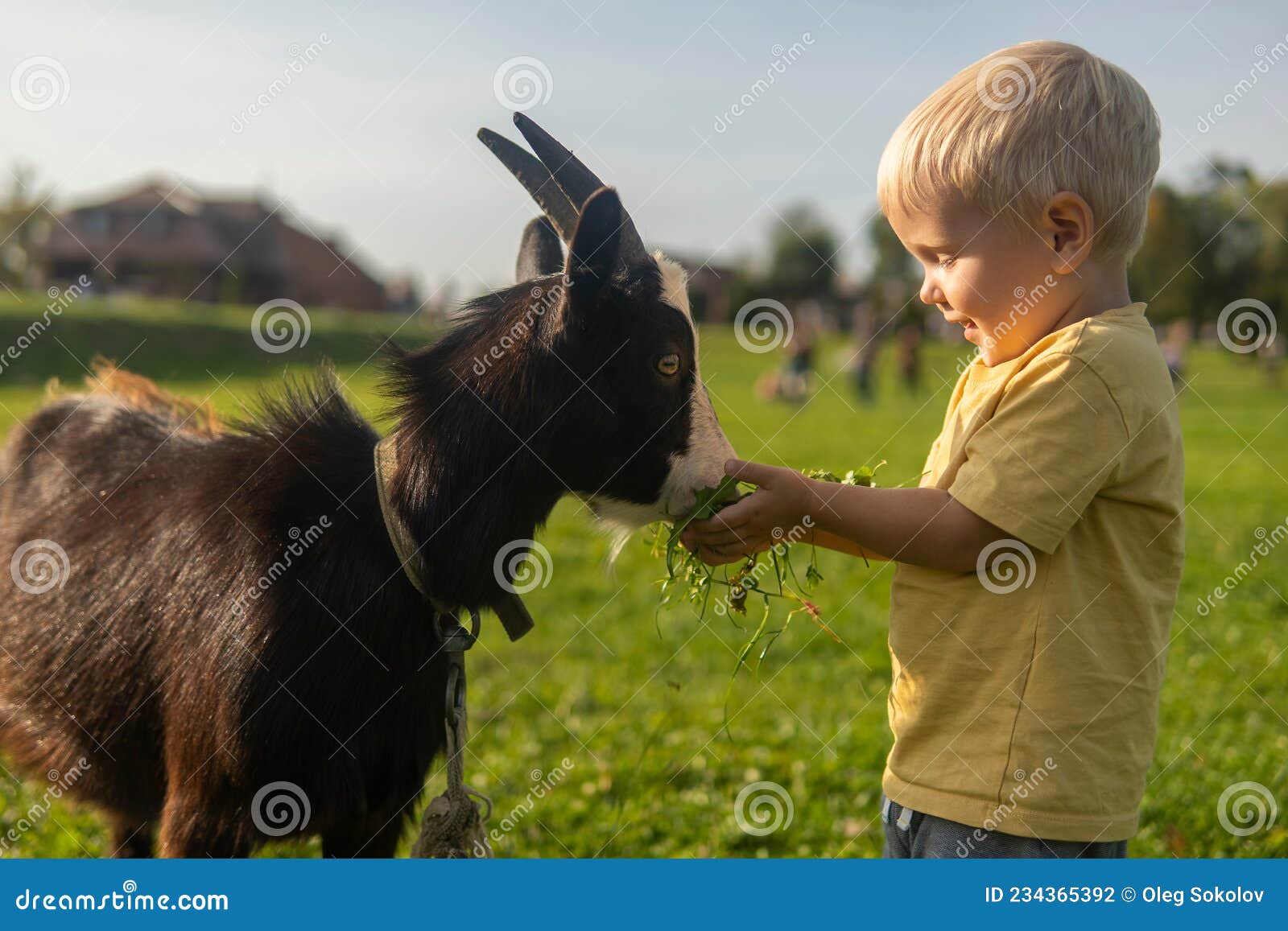 Boy Feed the Goat To the Park on a Sunny Day Stock Photo - Image of ...