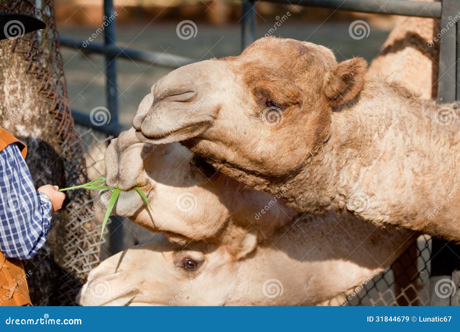Boy feeding a camel. stock image. Image of tourism, middle - 31844679