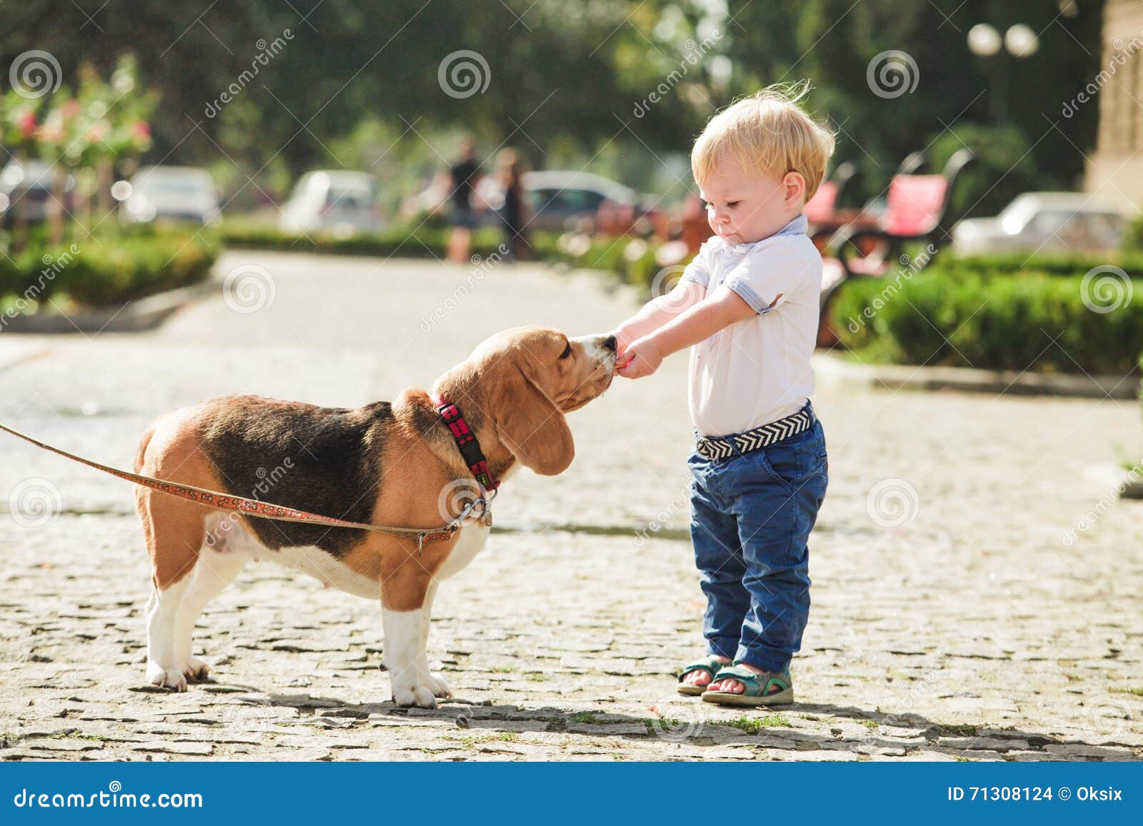 Boy is feeding the dog stock photo. Image of adorable - 71308124