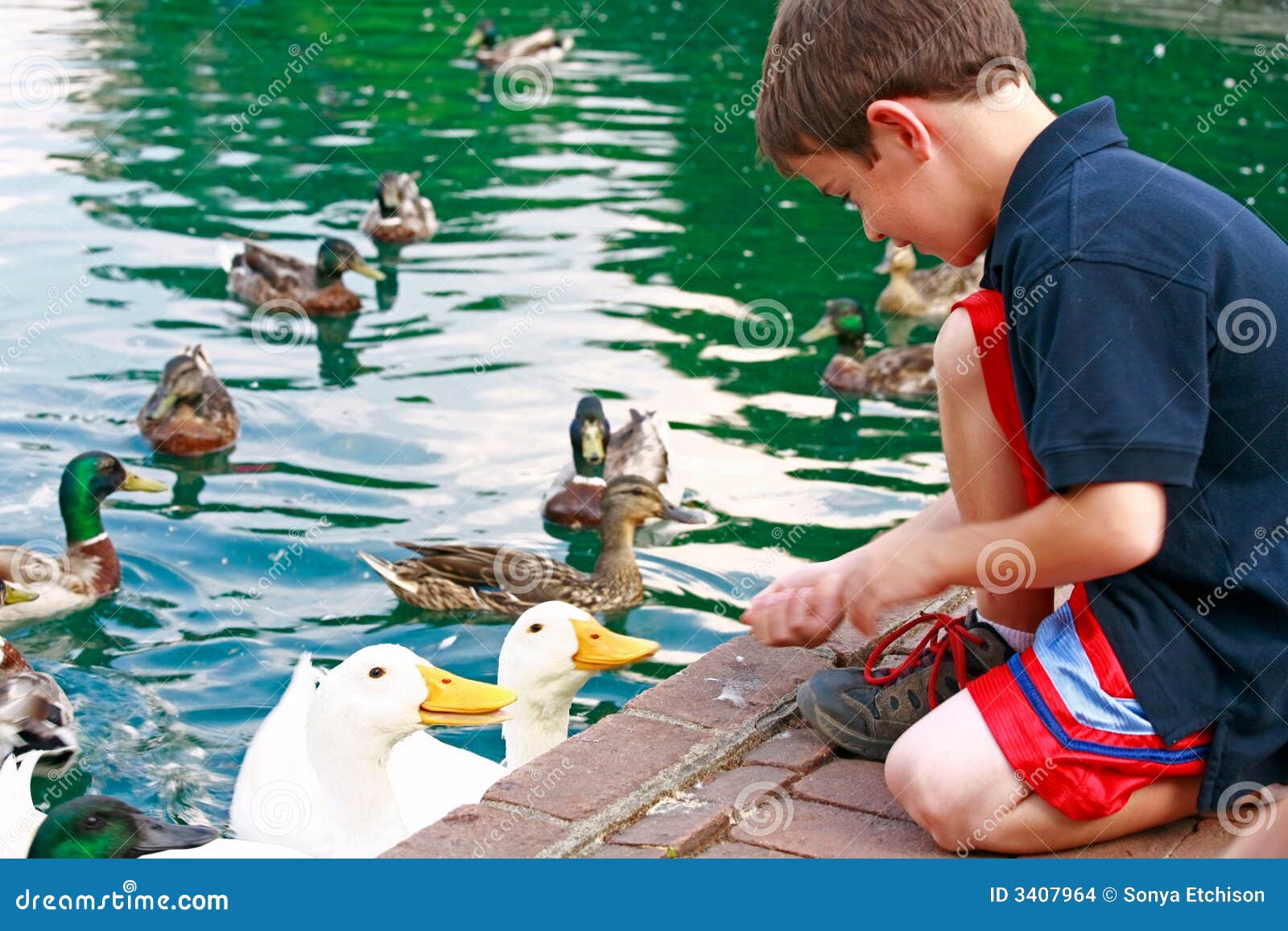 Boy Feeding Ducks Stock Images - Image: 3407964