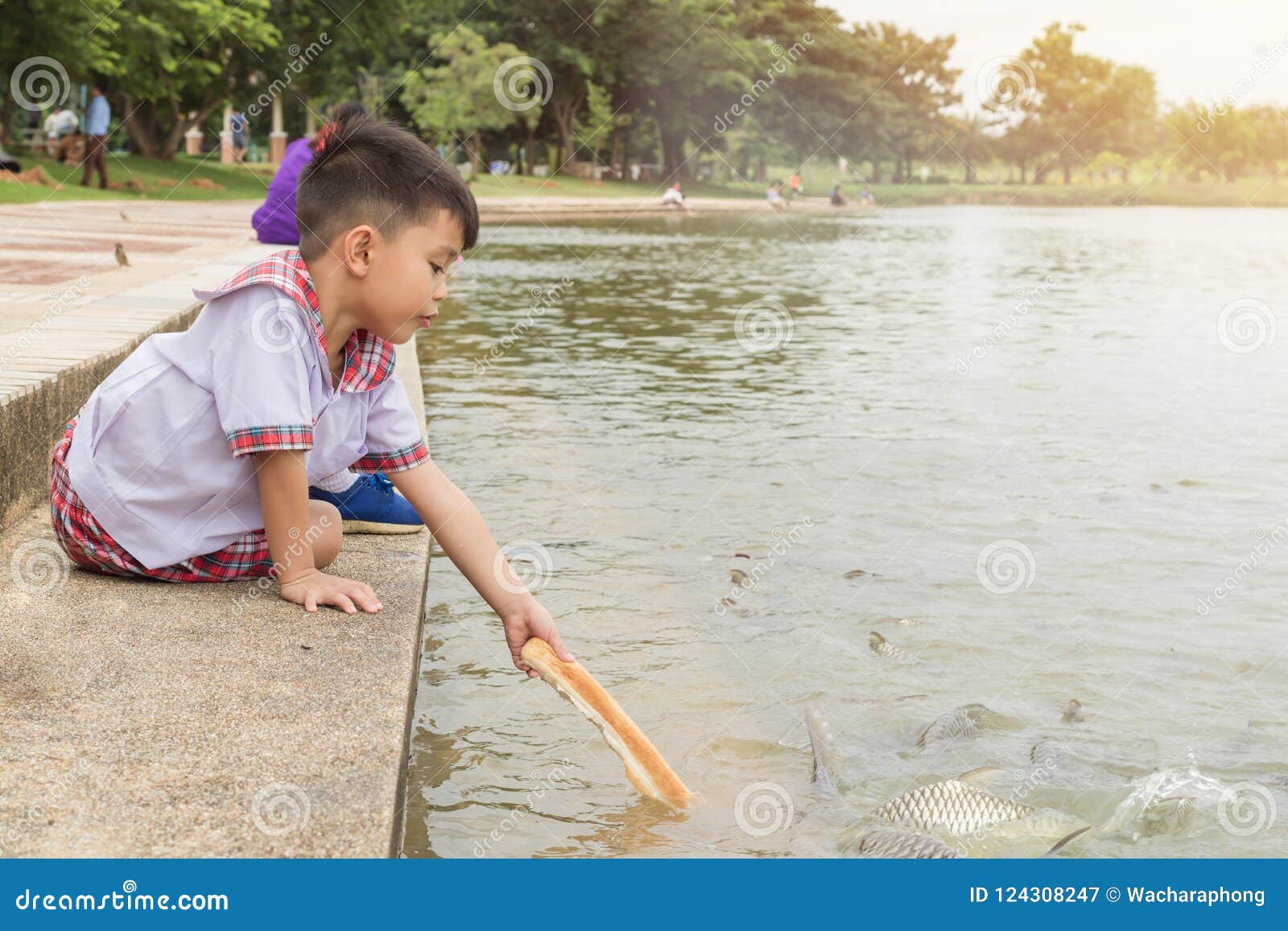 Boy Feeding the Fish with Bread Stock Image - Image of carp, child ...