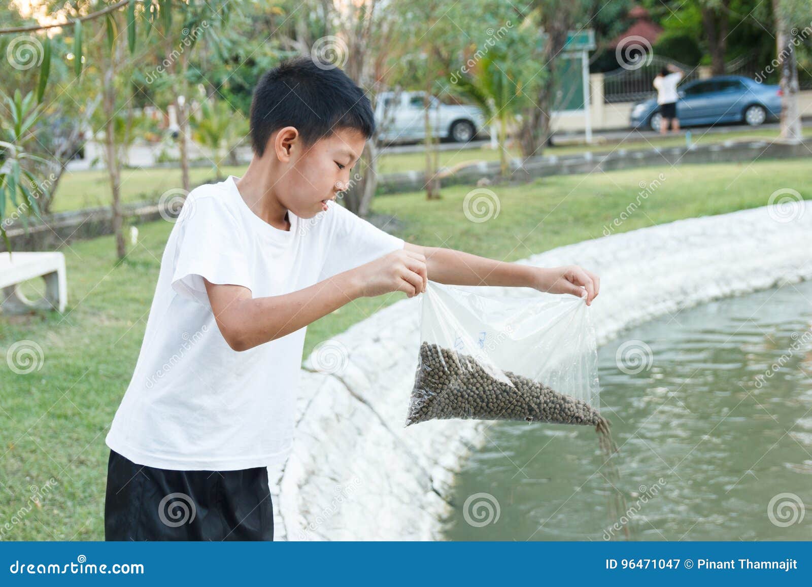 Boy feeding fish. stock image. Image of animal, young - 96471047
