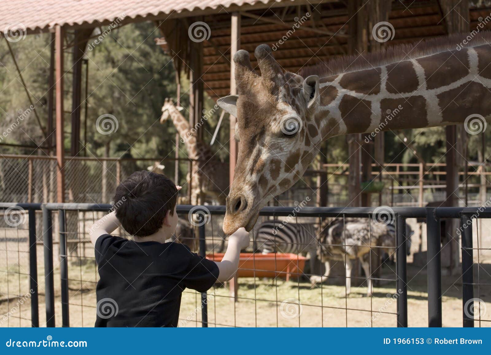 Boy feeding giraffe stock image. Image of grown, camelopardalis - 1966153