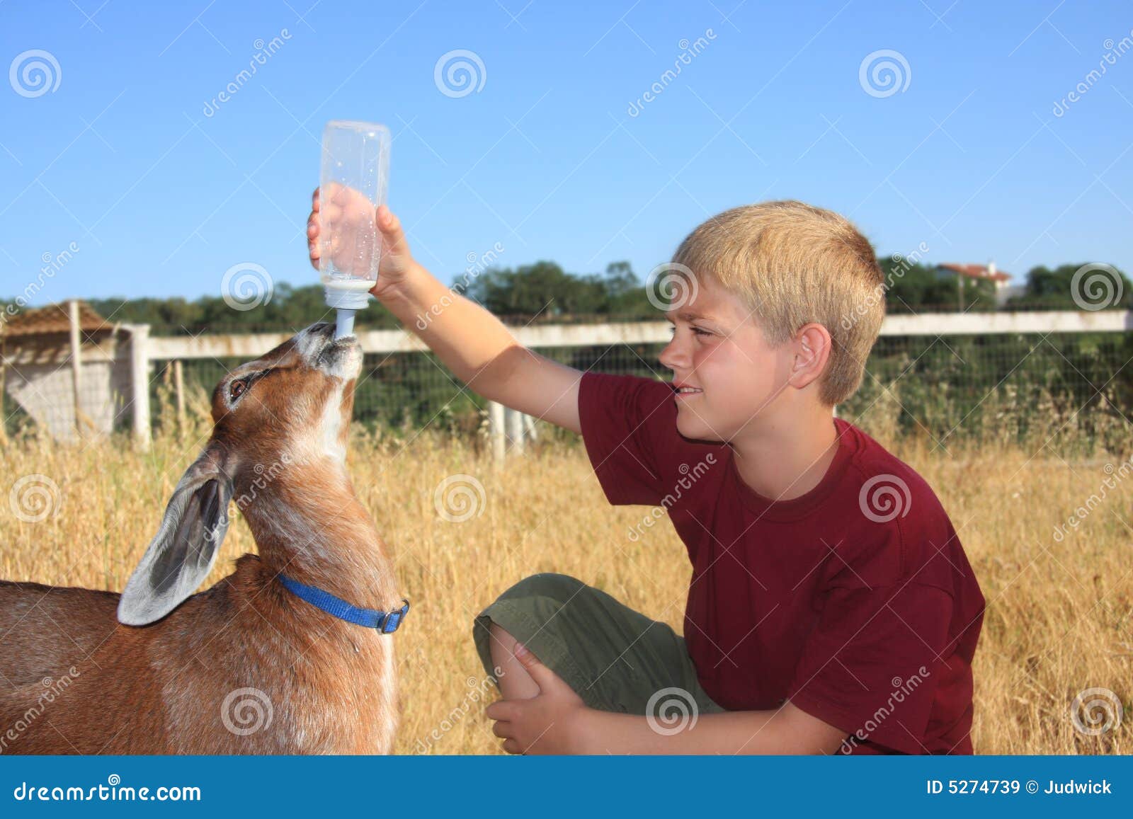 Boy feeding Goat stock image. Image of nubian, country - 5274739