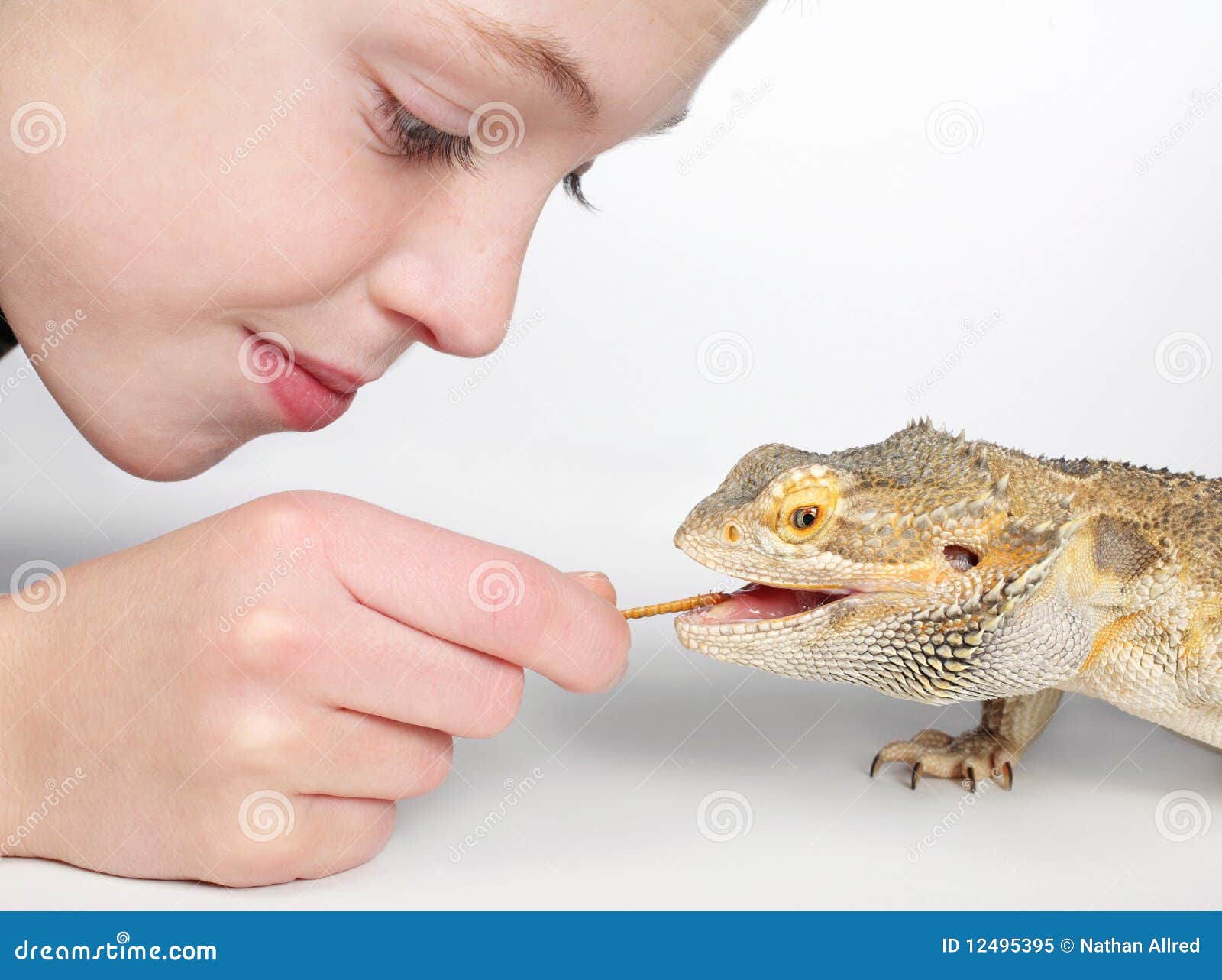 Boy feeding lizard stock image. Image of bearded, caucasian - 12495395