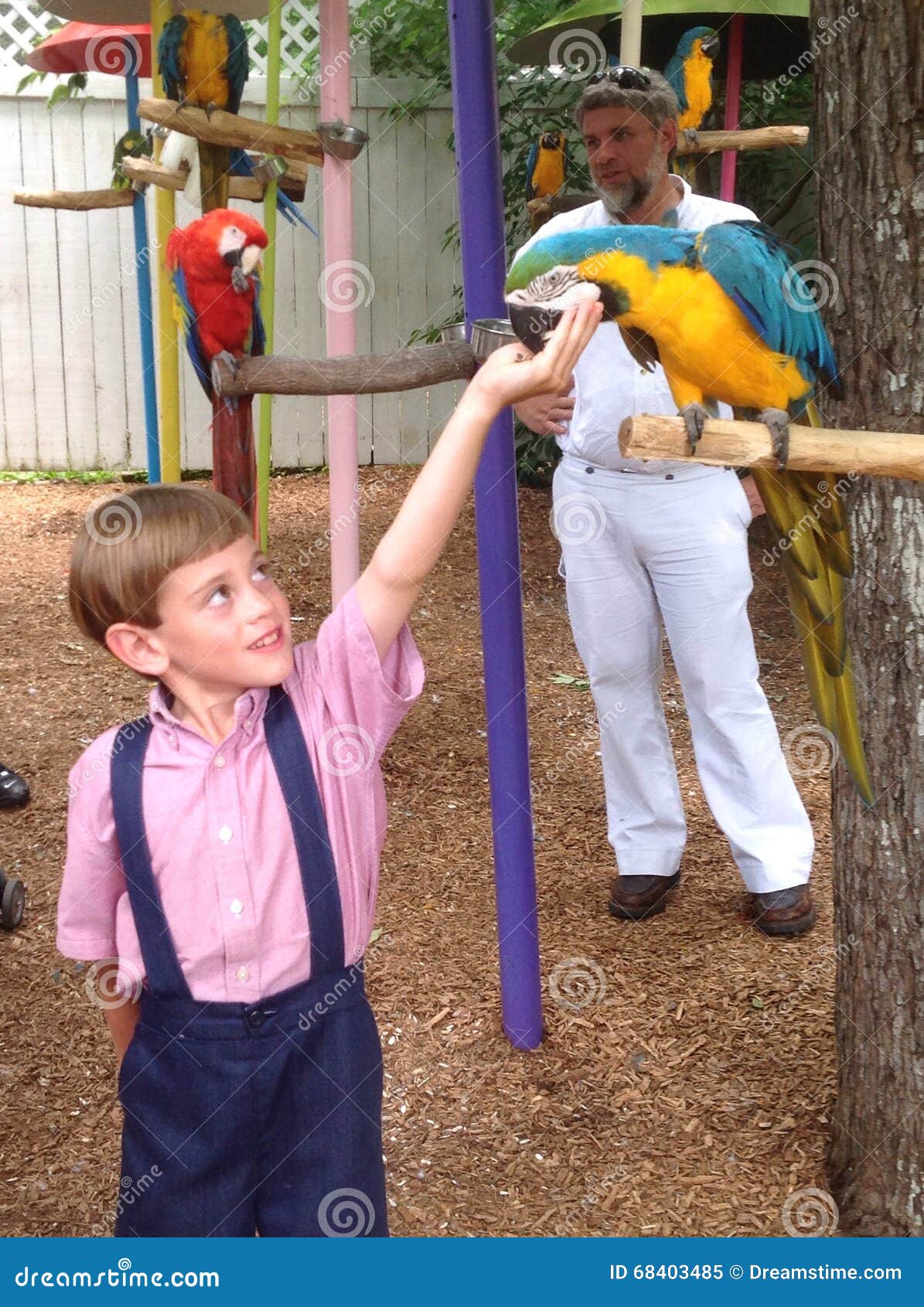 Boy feeding parrot editorial image. Image of cute, parrot - 68403485