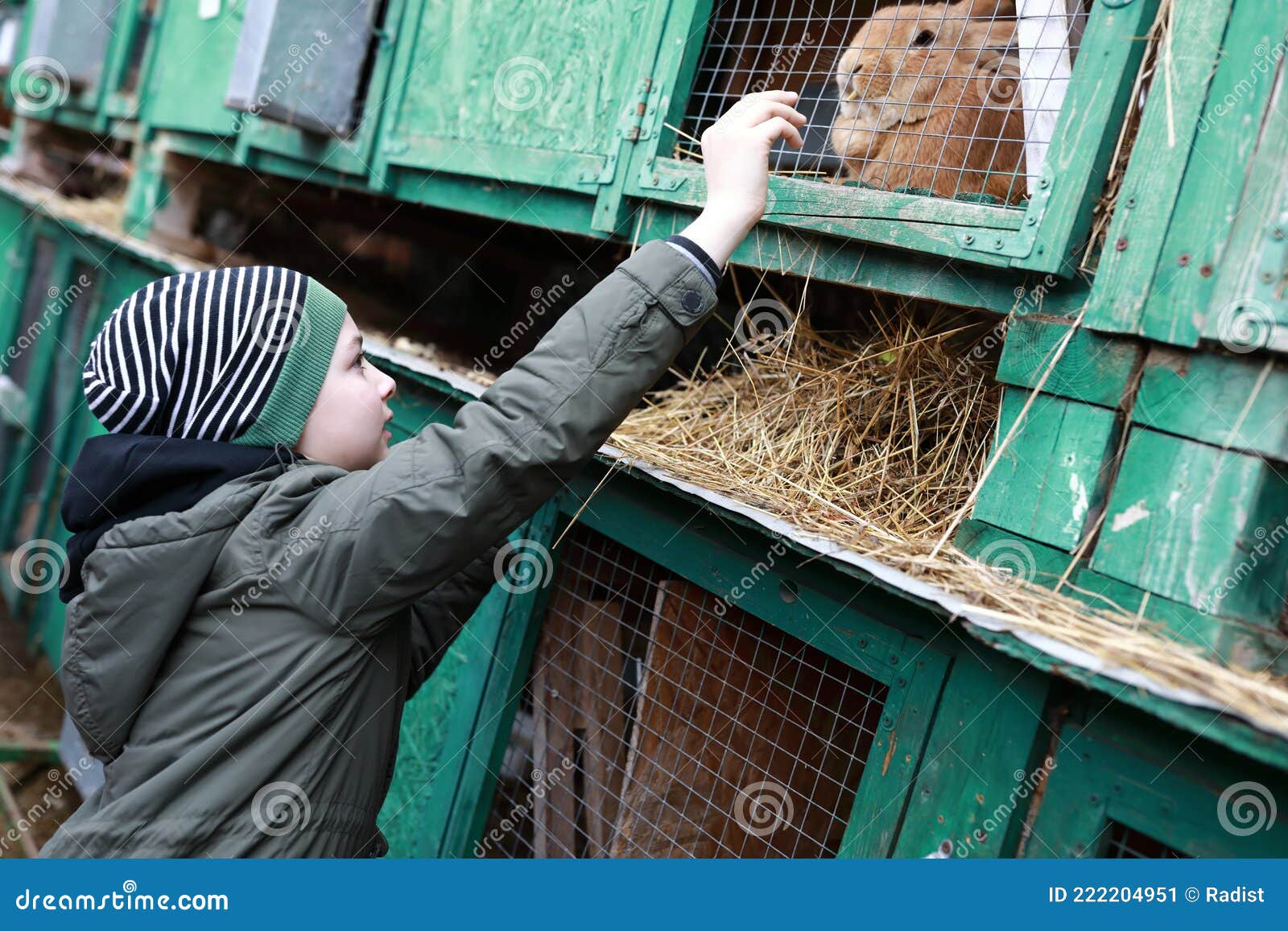 Boy feeding Rabbit on farm stock image. Image of lifestyle - 222204951