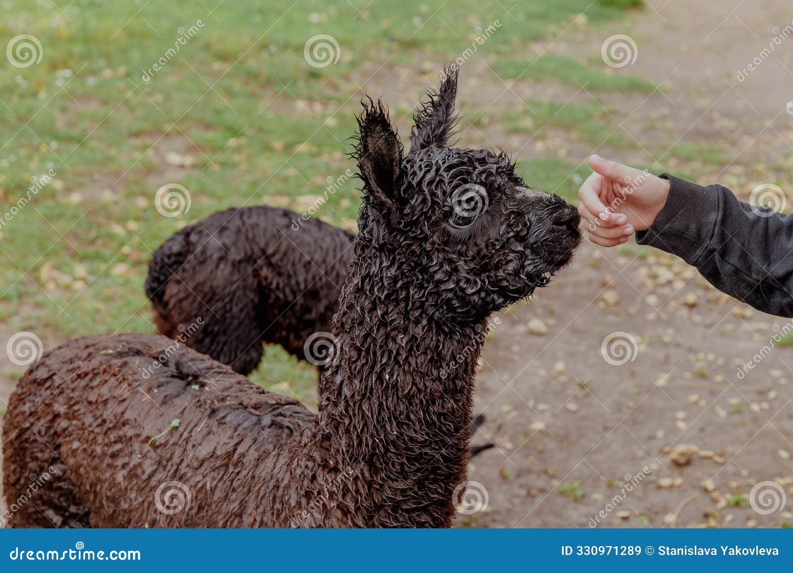 Boy Feeding and Stroking a Little Black Llama Baby Stock Image - Image ...