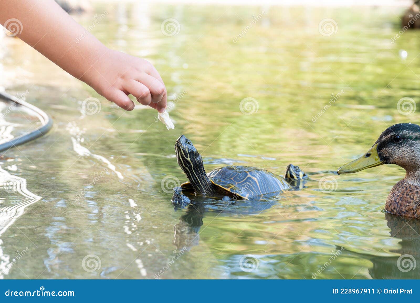 Boy Feeding a Turtle by the Lake Stock Image - Image of head, feeding ...