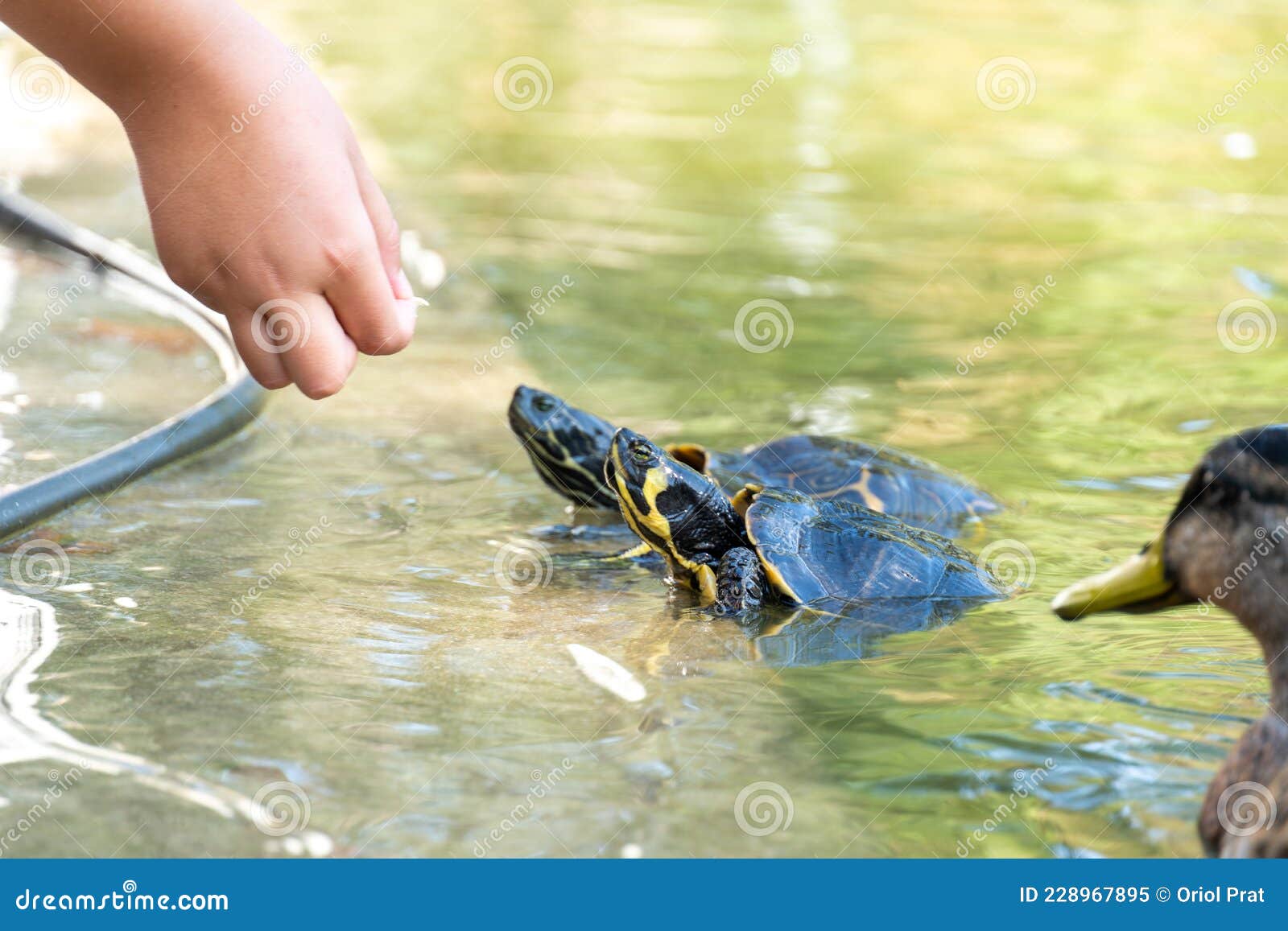 Boy Feeding Turtles by the Lake Stock Image - Image of environment ...