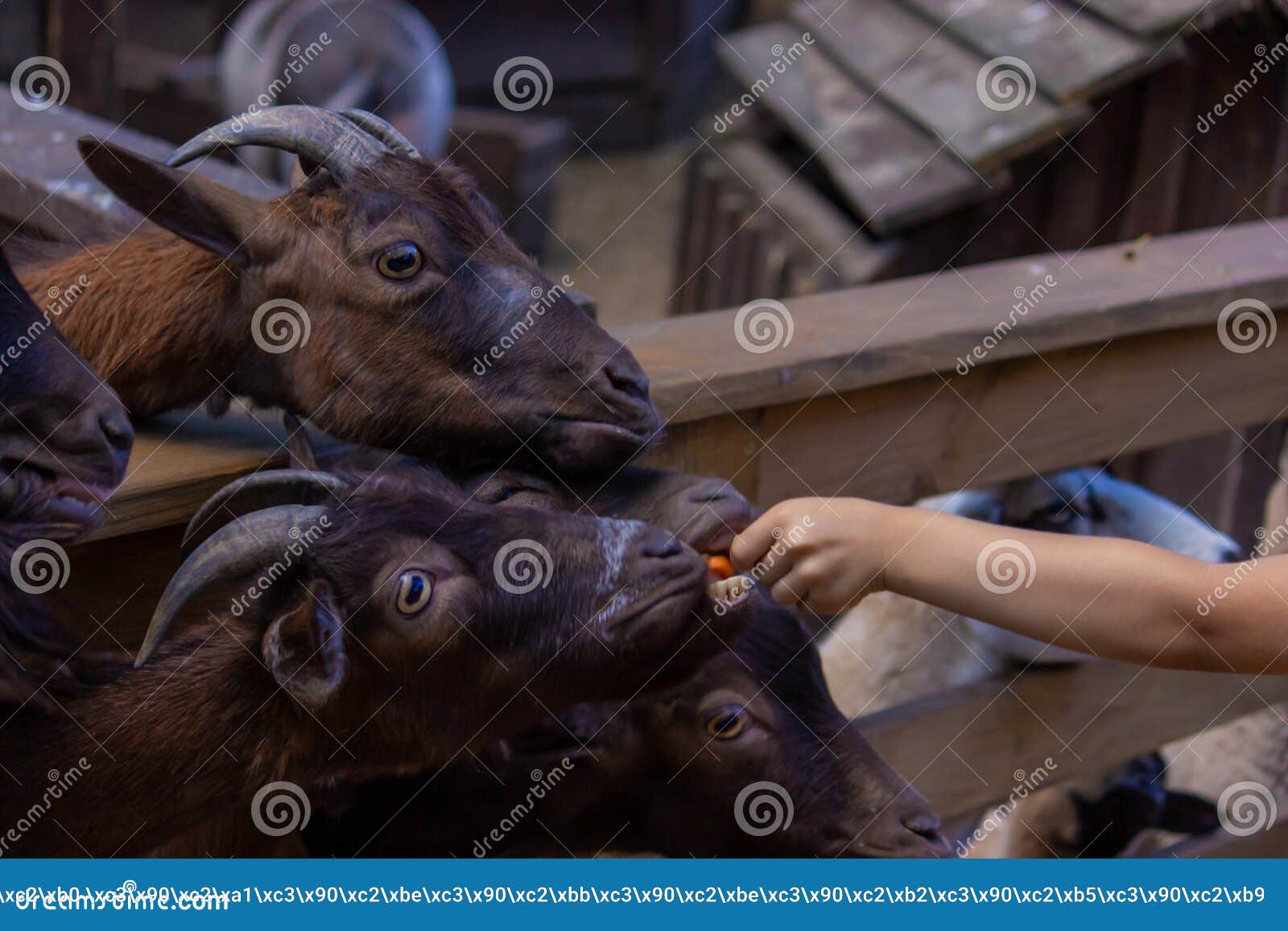 The Boy Feeds the Animals in the Zoo Stock Photo - Image of care ...