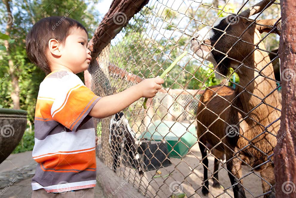 Boy feeds sheep stock photo. Image of hand, person, care - 30784308