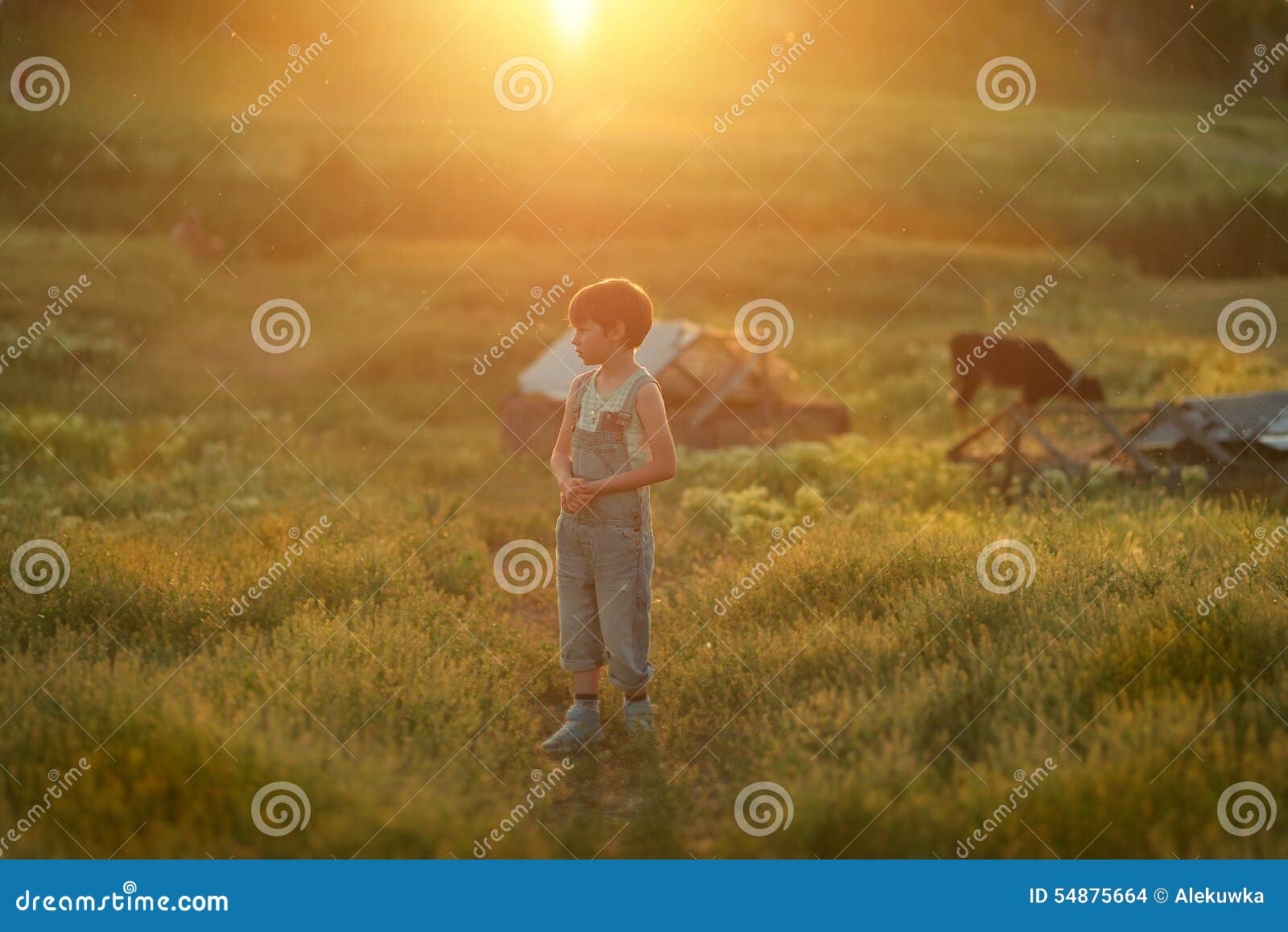 Boy on field with calf stock photo. Image of beautiful - 54875664
