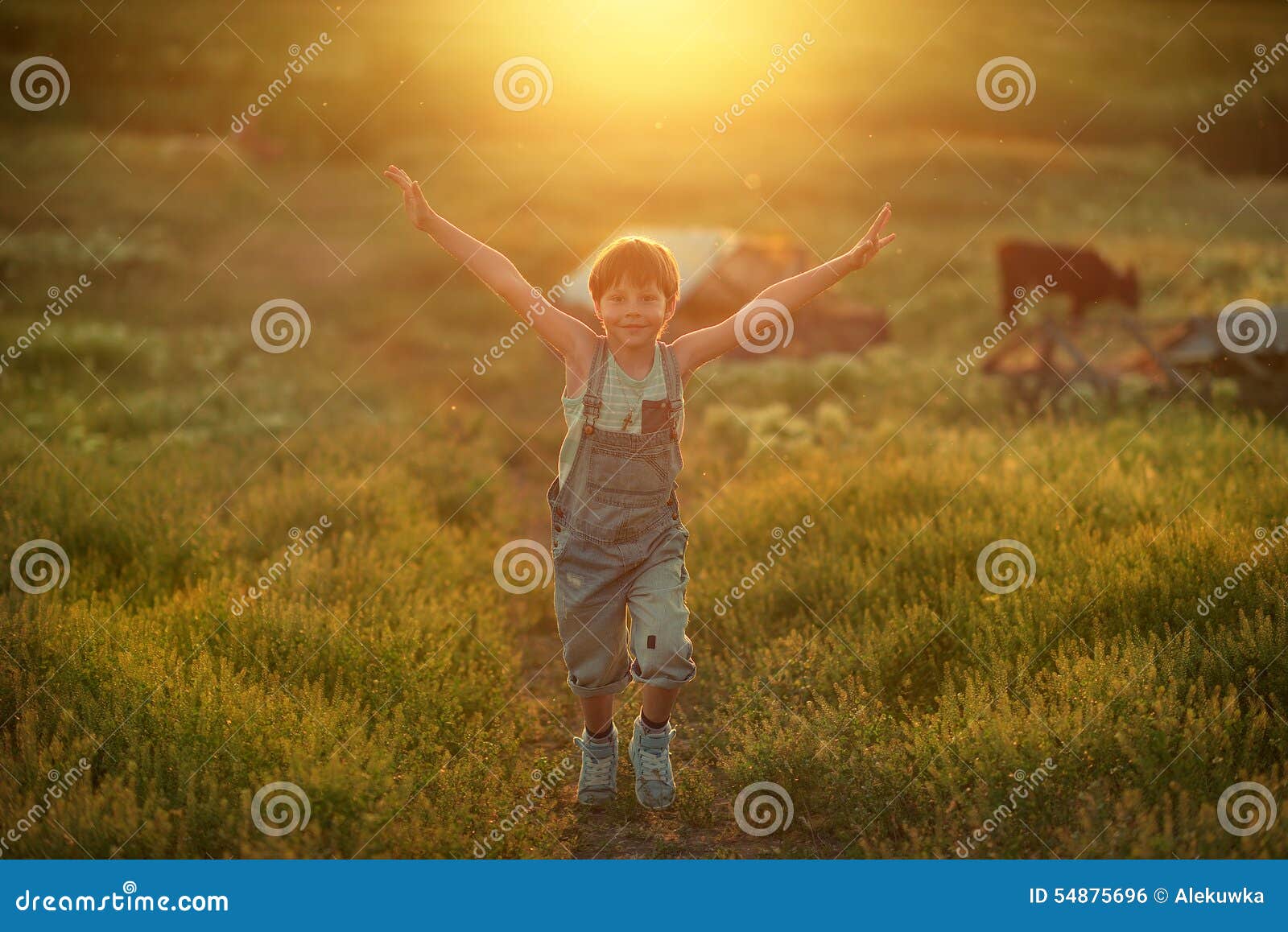 Boy on field with calf stock photo. Image of outdoors - 54875696