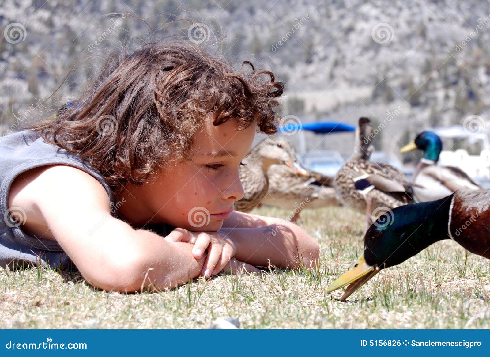 Boy Field of Ducks Making Face Stock Photo - Image of hand, knees: 5156826