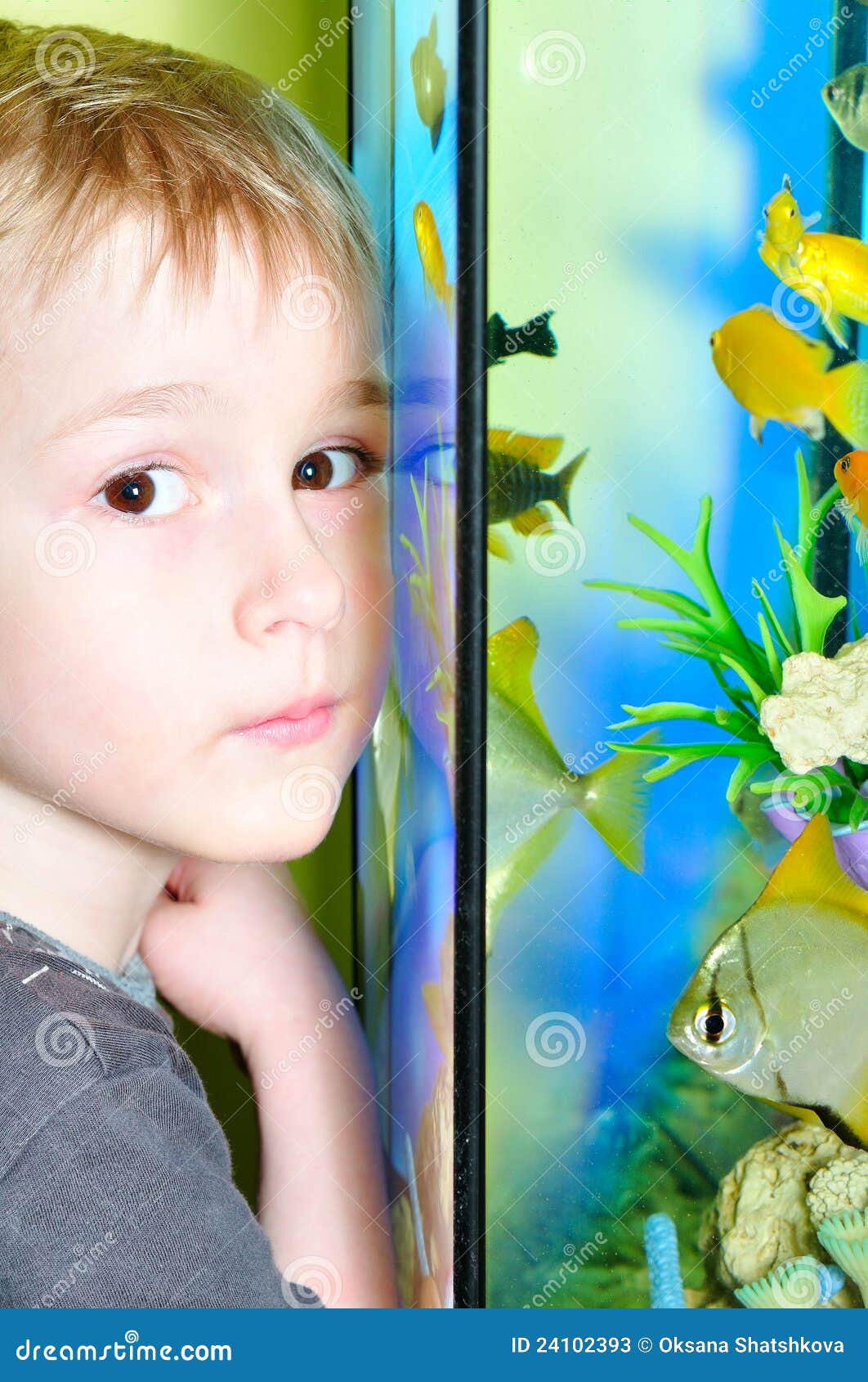 Boy and fish stock image. Image of water, watching, youth - 24102393