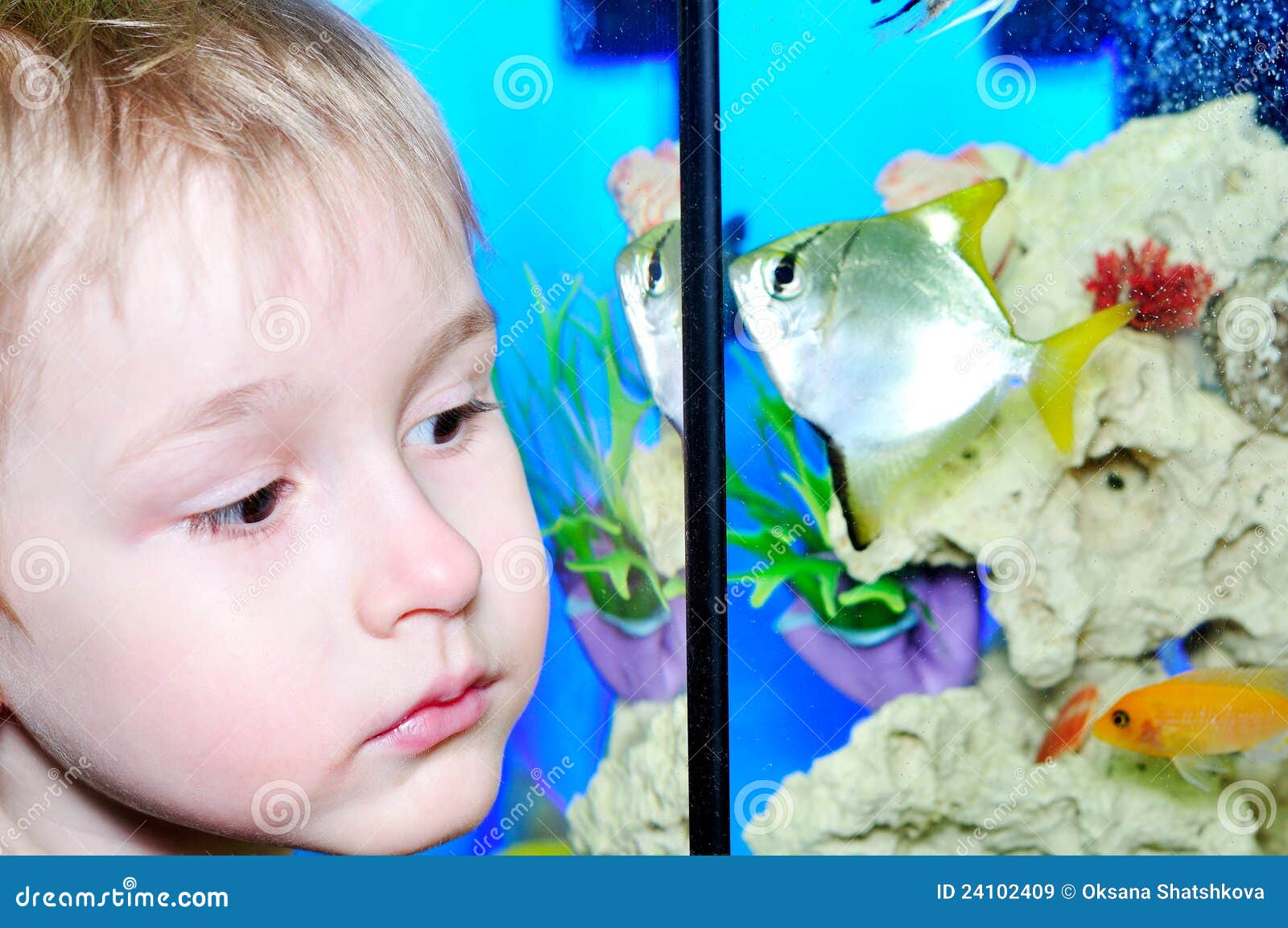 Boy and fish stock image. Image of blue, tank, hands - 24102409
