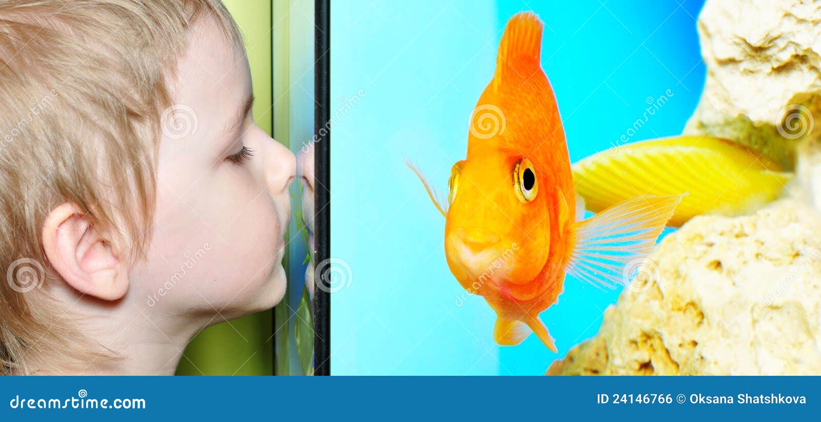 Boy and fish stock photo. Image of tropical, aquarium - 24146766