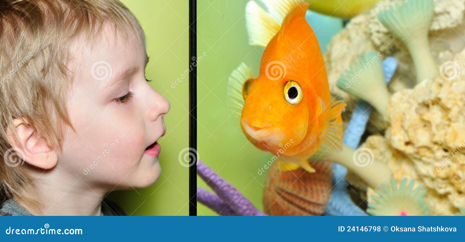 Boy and fish stock photo. Image of vacation, black, tank - 24146798