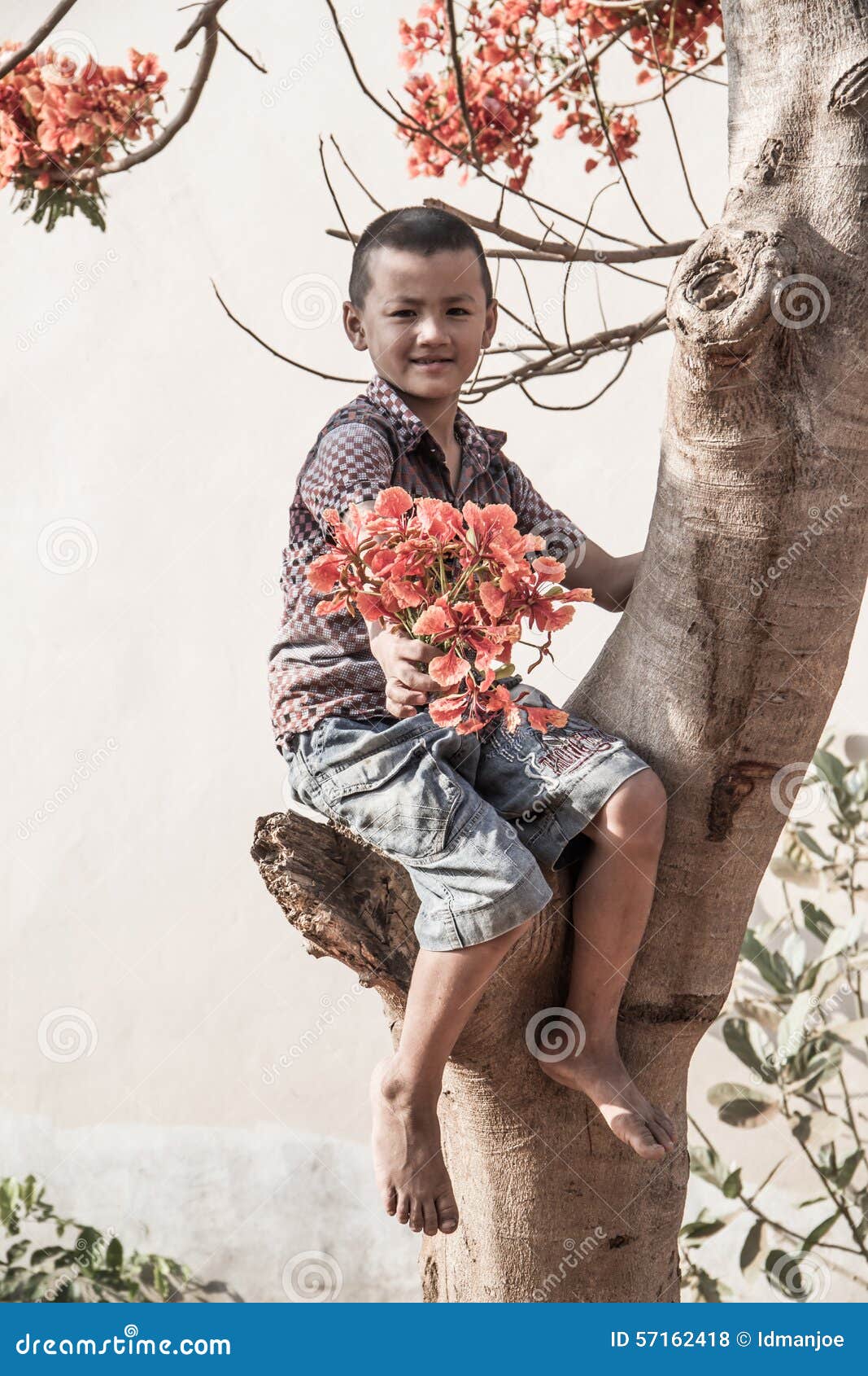 Boy on the flame tree. stock photo. Image of children - 57162418