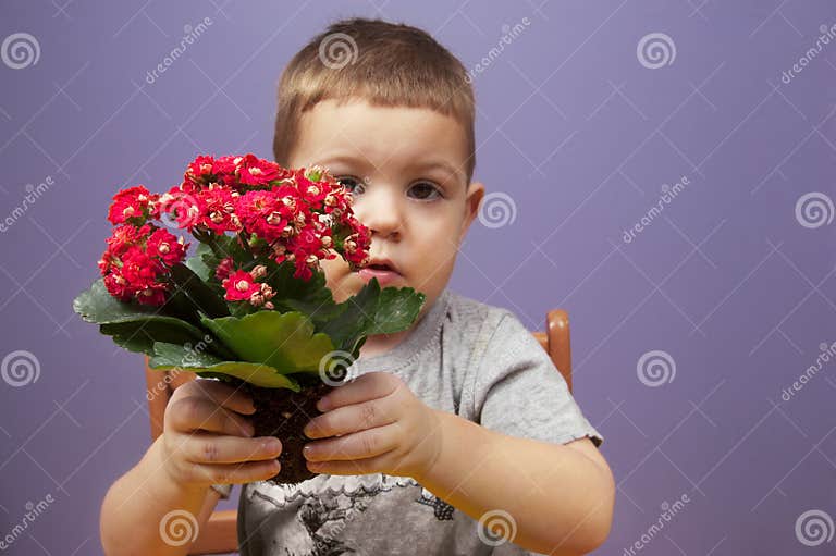 Boy with flower stock photo. Image of growing, playing - 17375600