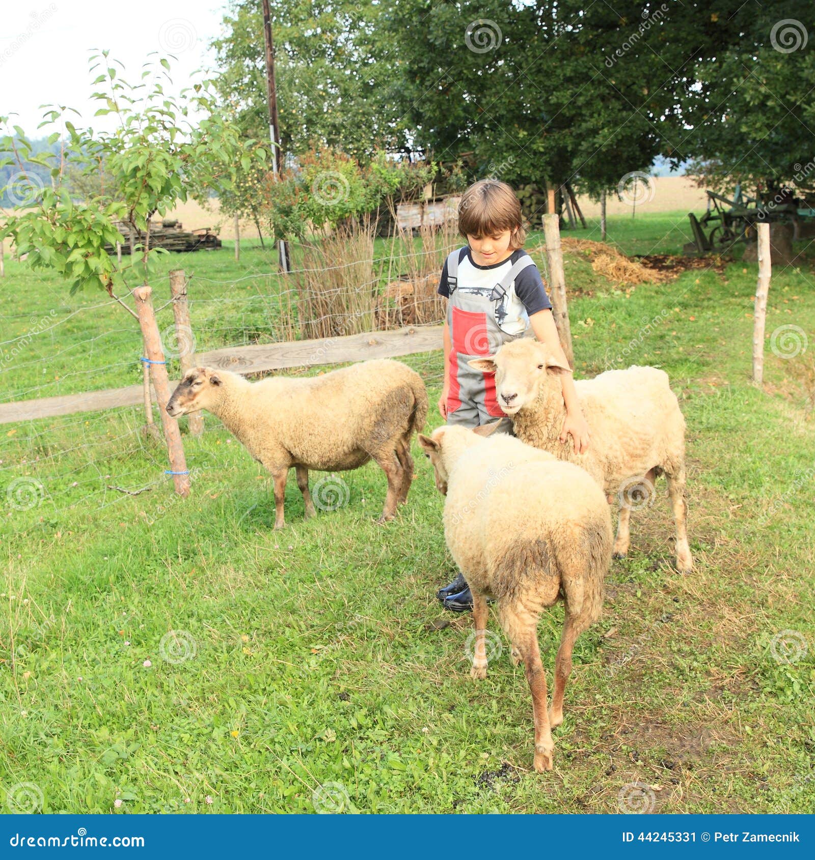 Boy stroking a sheep stock image. Image of work, herder - 44245331