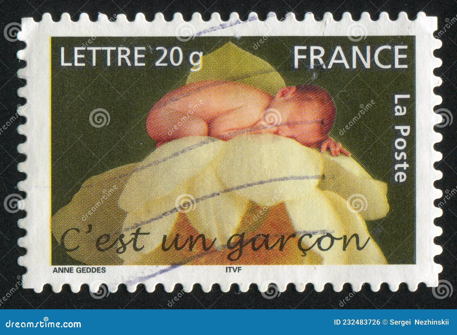 Seal Embryo Development Stock Photos - Free & Royalty-Free Stock Photos ...