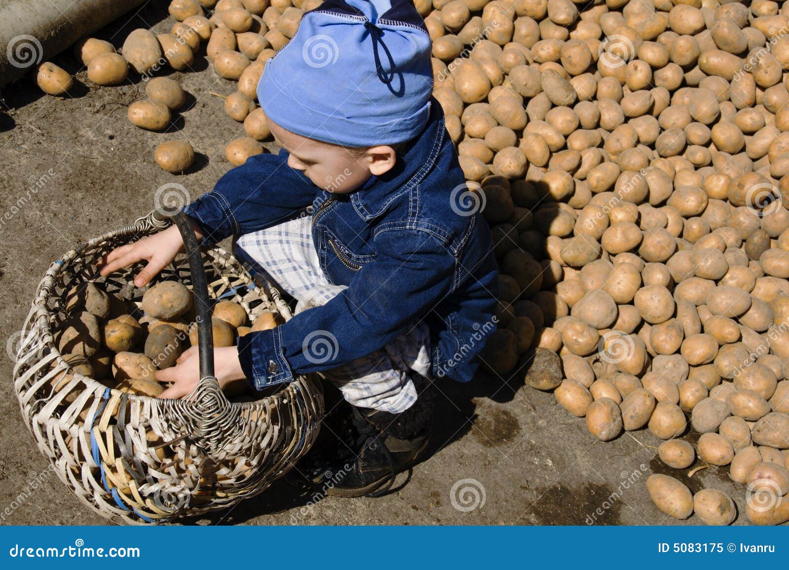 Boy gathering potato stock image. Image of basket, hand - 5083175