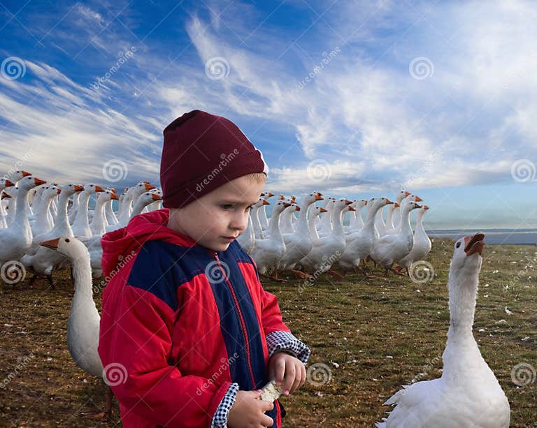 Boy and geese. stock image. Image of wildlife, nature - 26687919