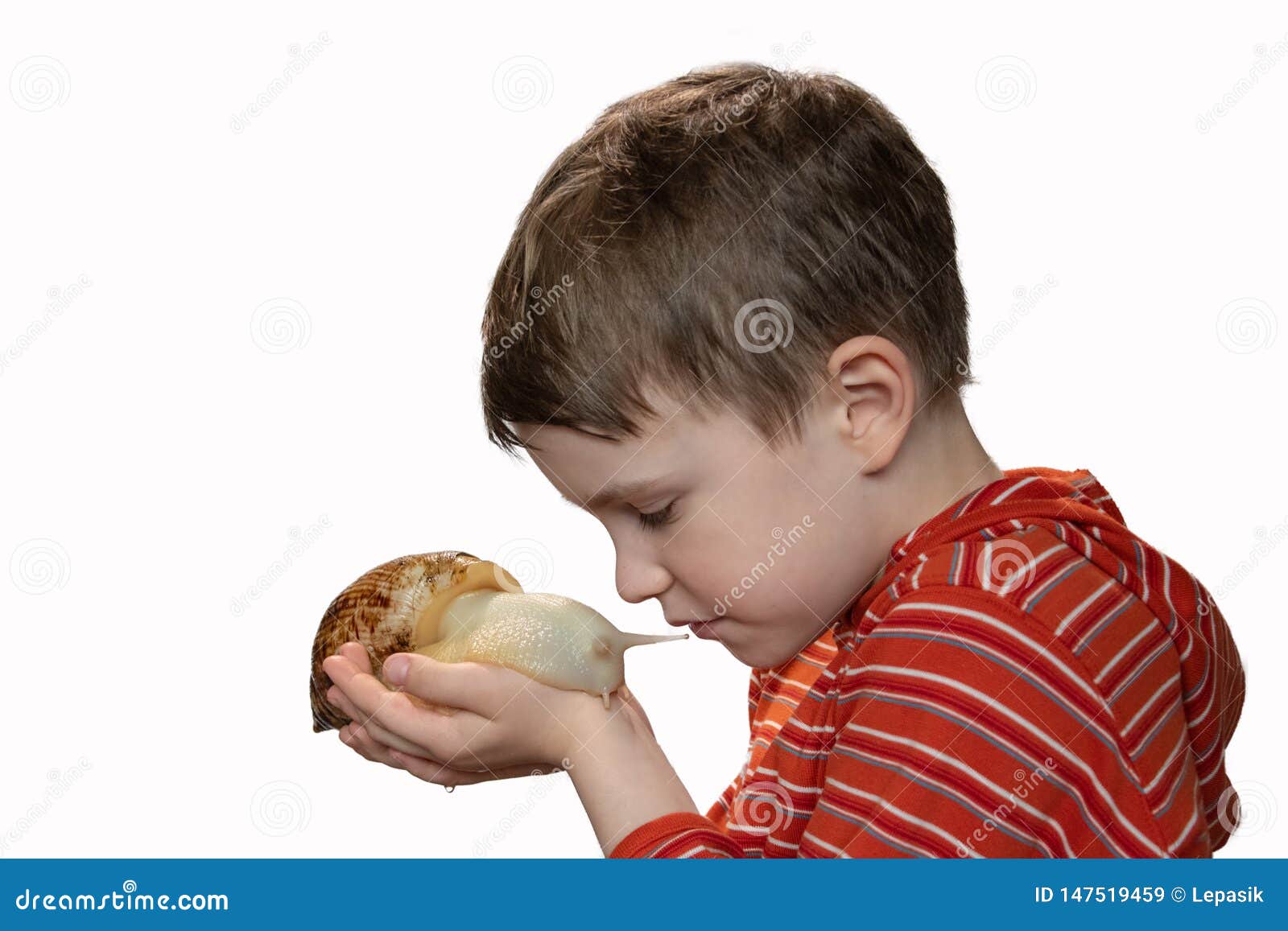 The Boy Gently Looks at the Snail in His Hand, Home Shellfish, Love for ...