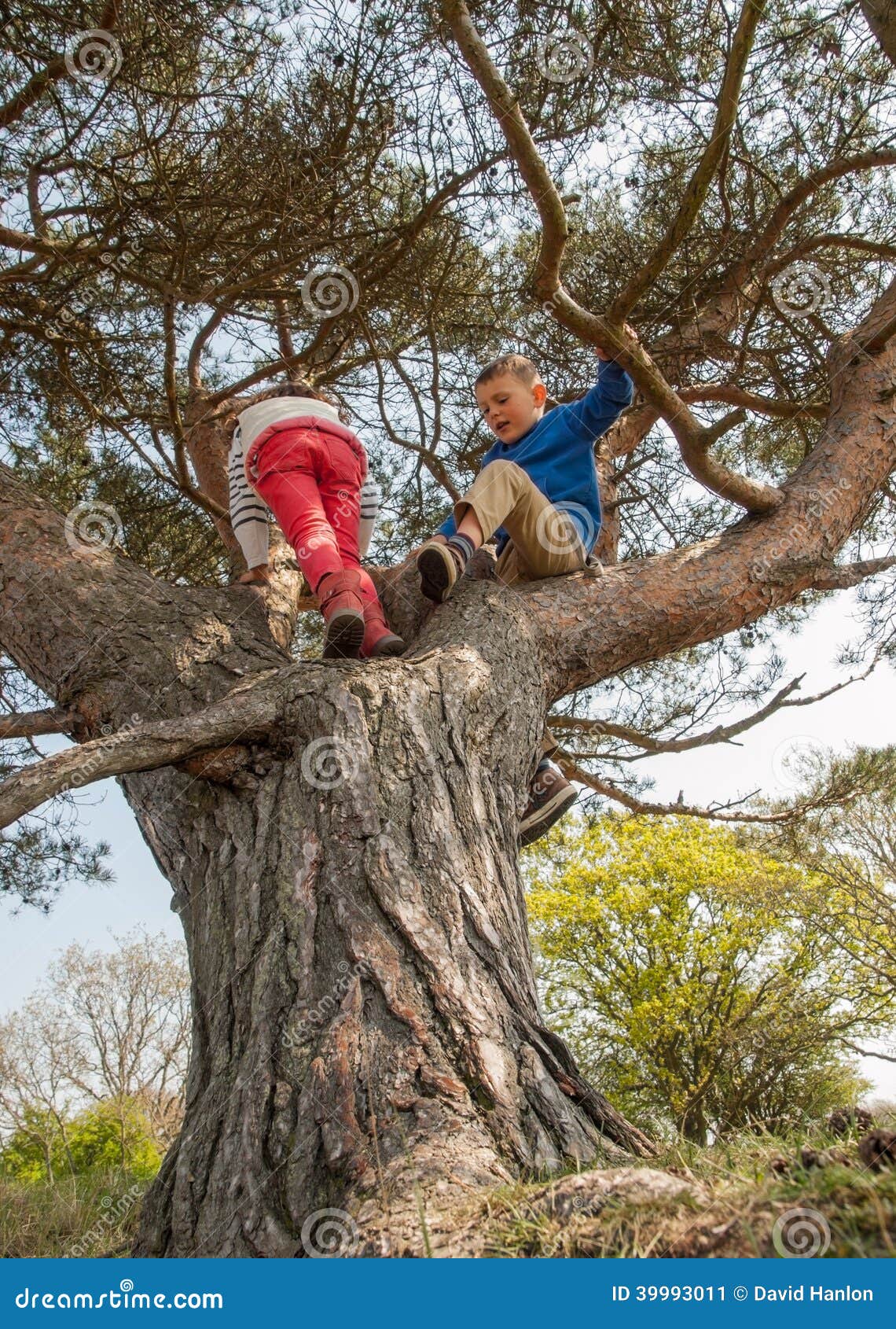 Boy and Girl Climbing in a Tree Stock Image - Image of sunny, energetic ...