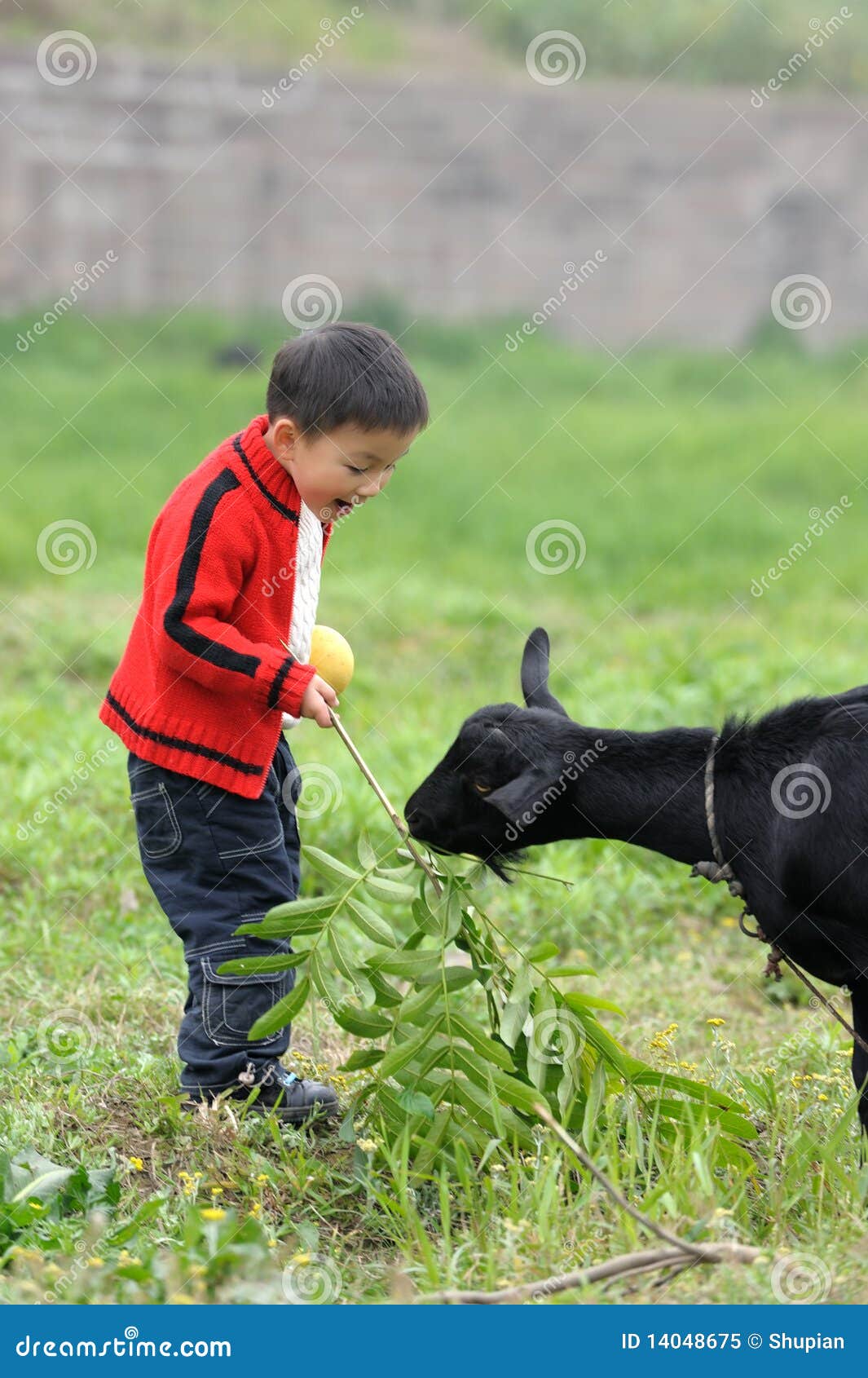 Boy and goat stock image. Image of knave, affectionate - 14048675