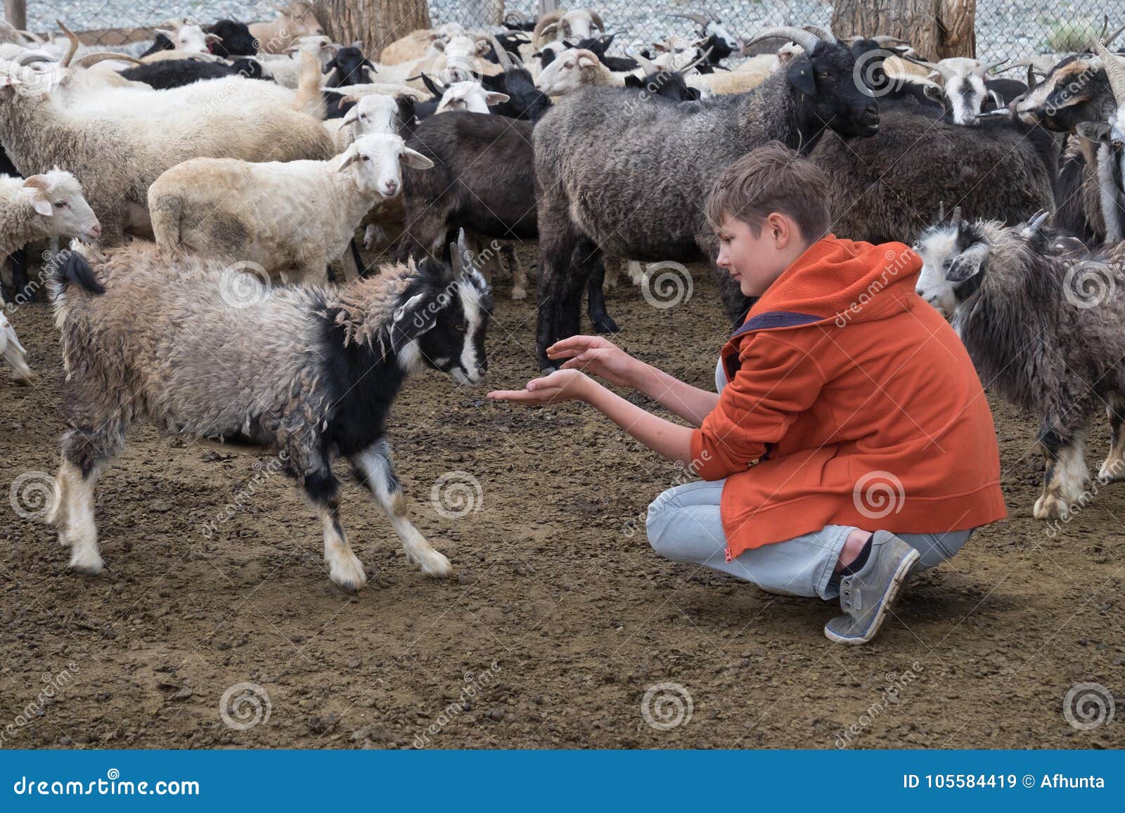 Boy and a goat stock image. Image of outdoor, fleece - 105584419