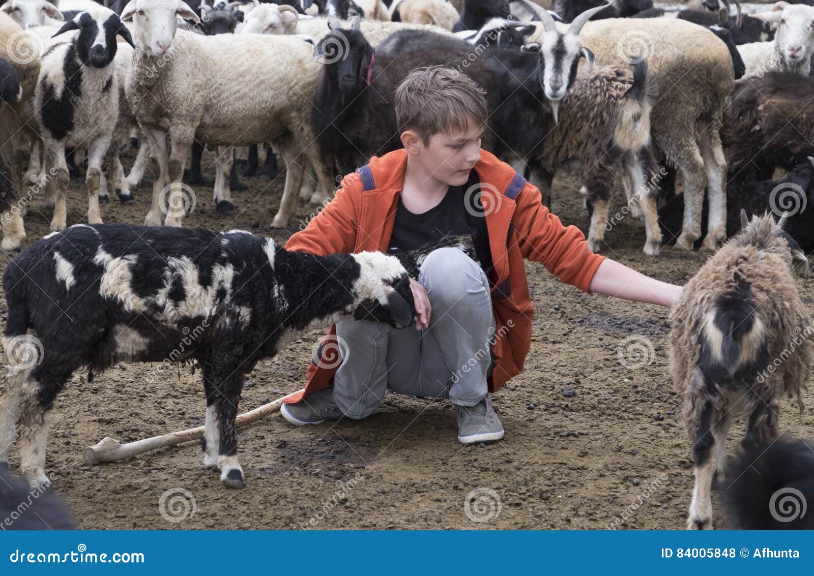 Boy and a goat stock photo. Image of curiosity, farm - 84005848