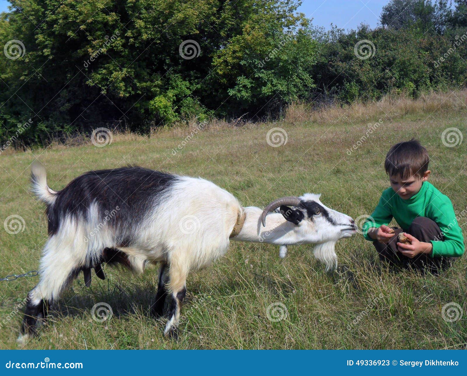 Boy and goat stock image. Image of caring, ukraine, goat - 49336923