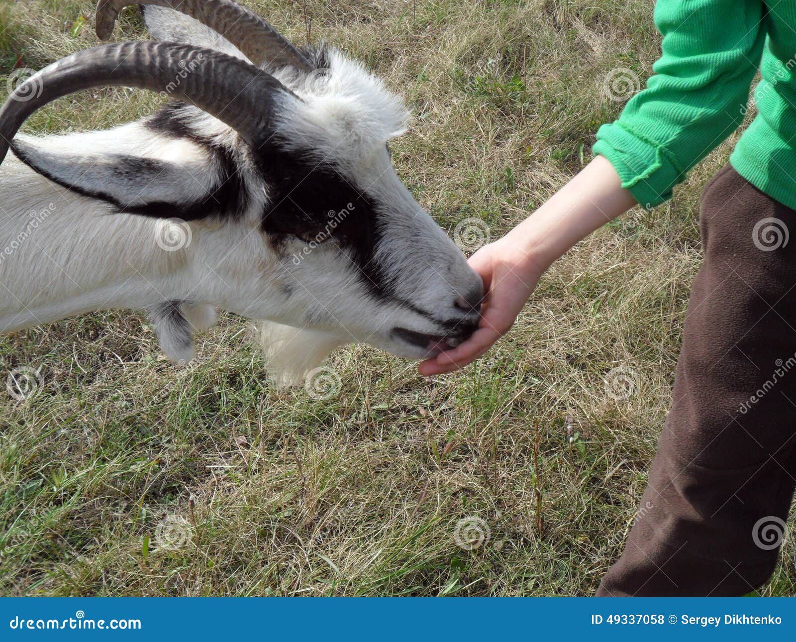 Boy and goat stock photo. Image of feeds, caring, goat - 49337058