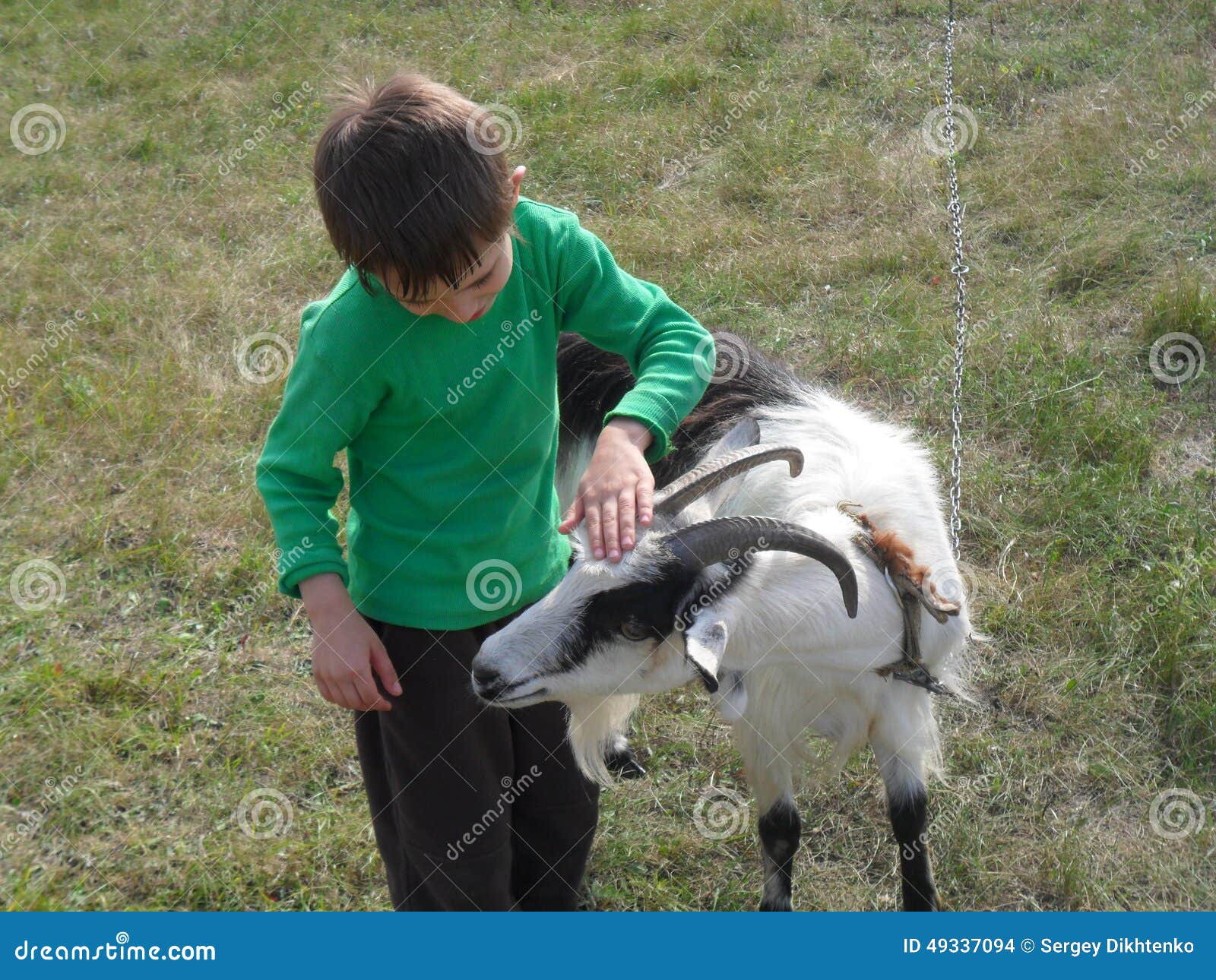Boy and goat stock photo. Image of friendship, field - 49337094