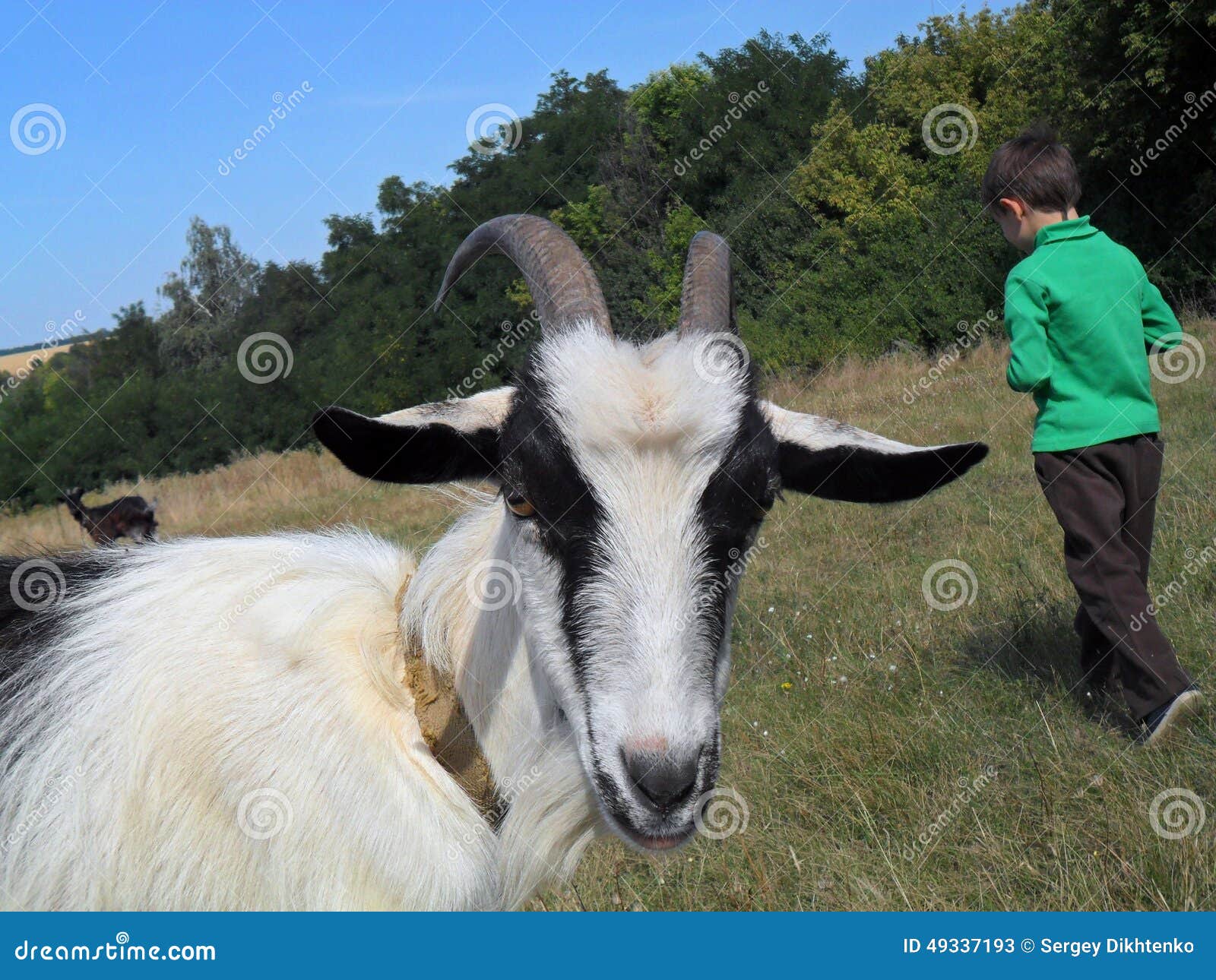 Boy and goat stock image. Image of friendship, autumn - 49337193