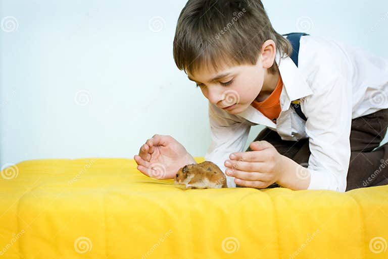 Boy and hamster stock image. Image of hamster, furry, person - 9061267