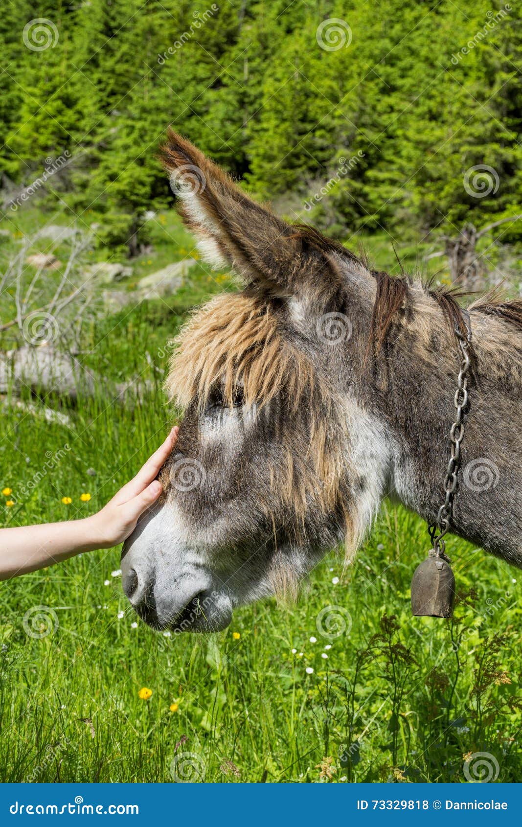 Boy Hand Caressing a Beautiful Donkey Close Up Stock Photo - Image of ...