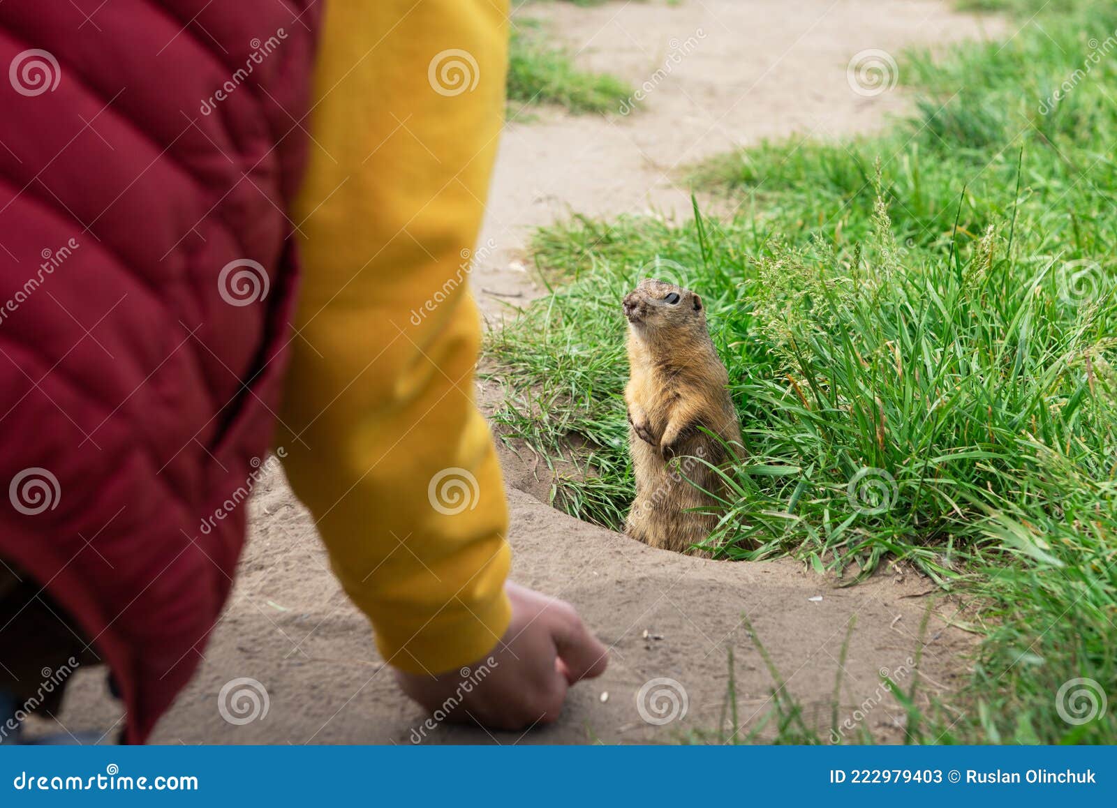 Boy hand feeding gopher stock image. Image of habitat - 222979403