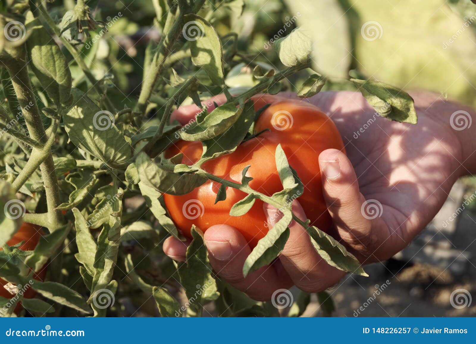 Boy hand picking a tomato stock image. Image of ecology - 148226257